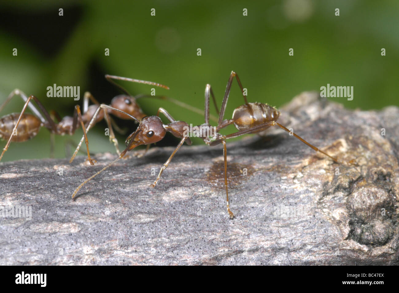 Two Weaver Red Ants, Oecophylla smaragdina Stock Photo - Alamy