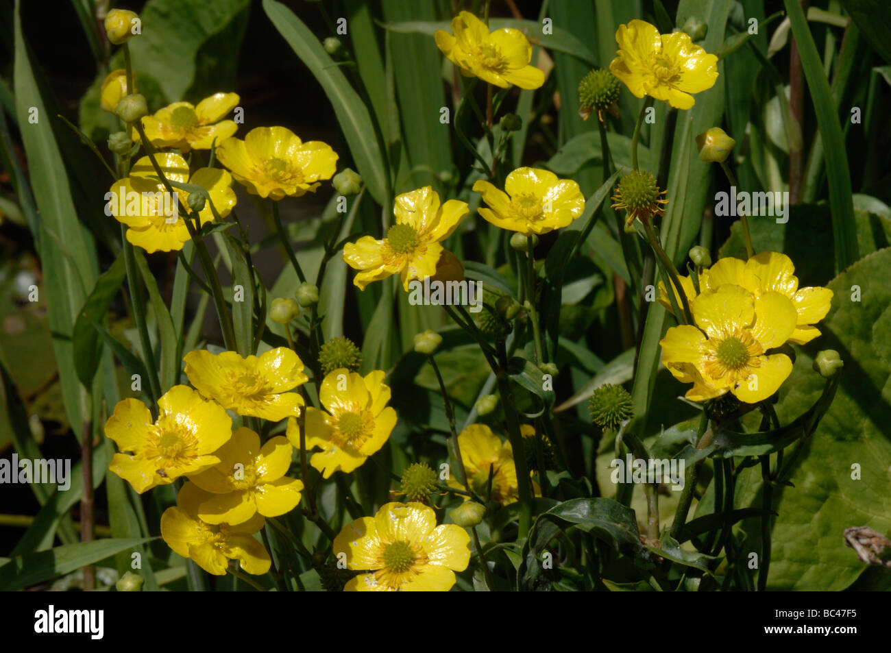 Greater spearwort Ranunculus lingua Grandiflora flowering in a garden ...