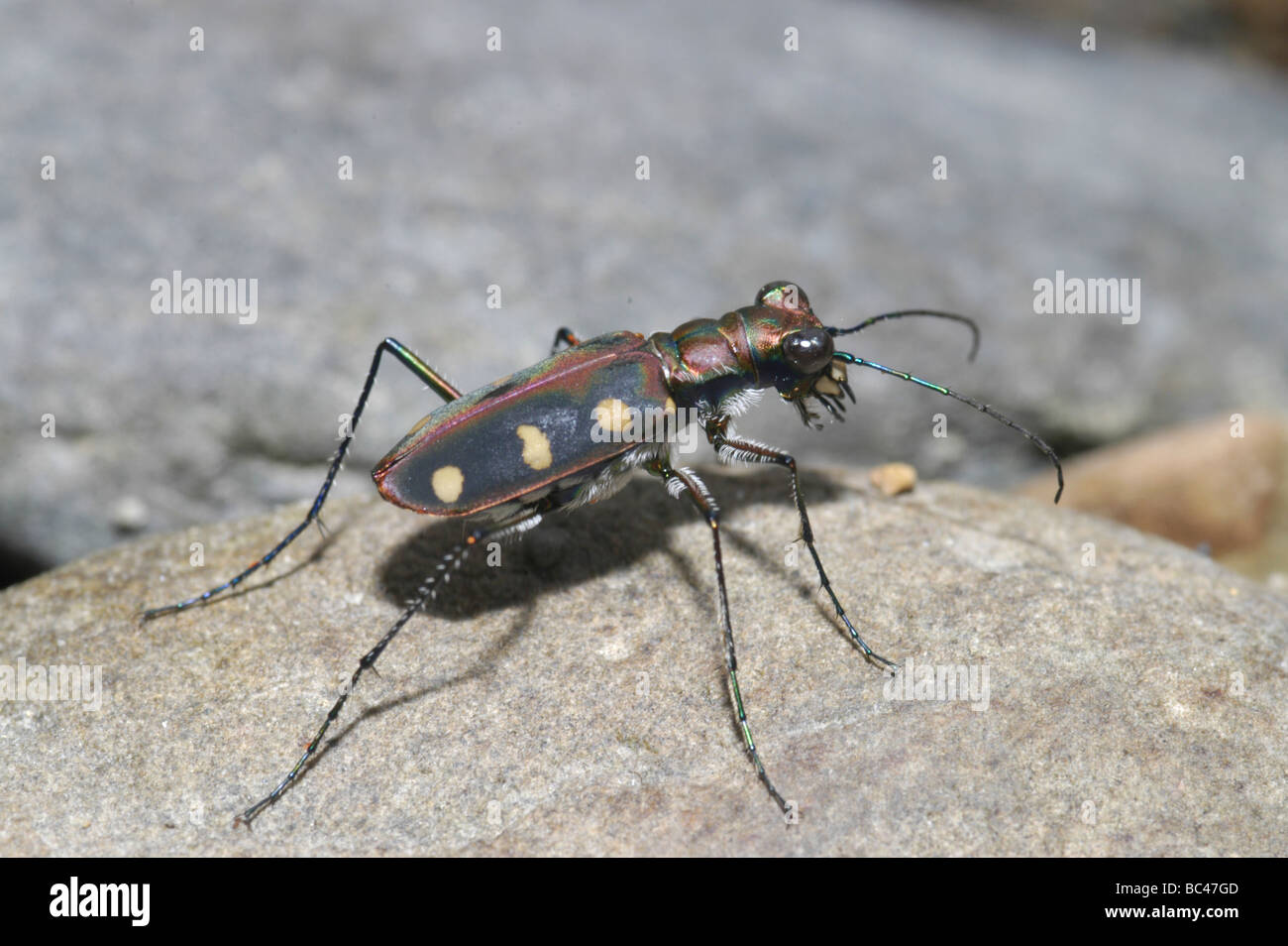 Spotted tiger beetle, Cicindela aurulenta Stock Photo - Alamy
