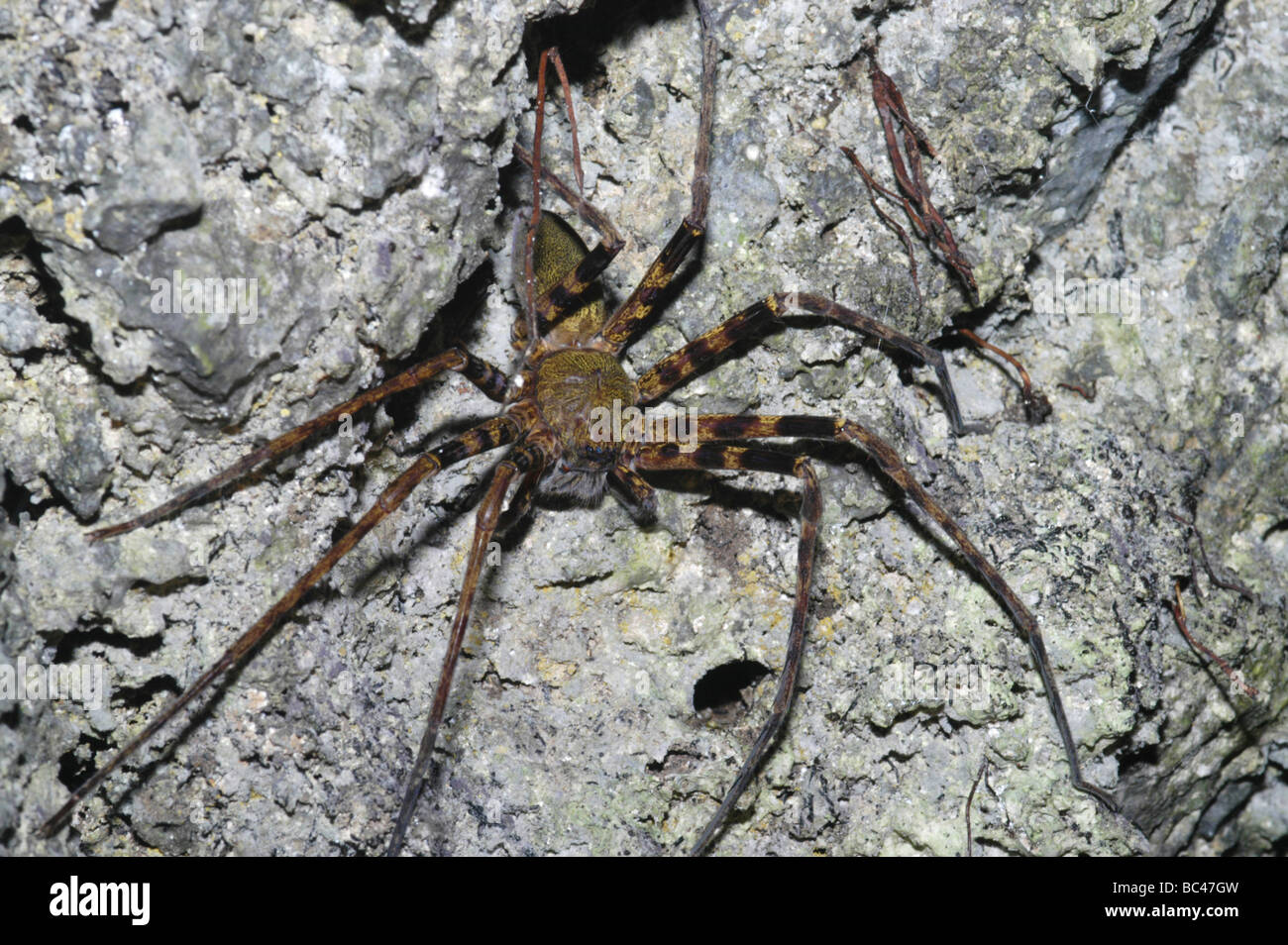 Asian huntsman spider hi-res stock photography and images - Alamy