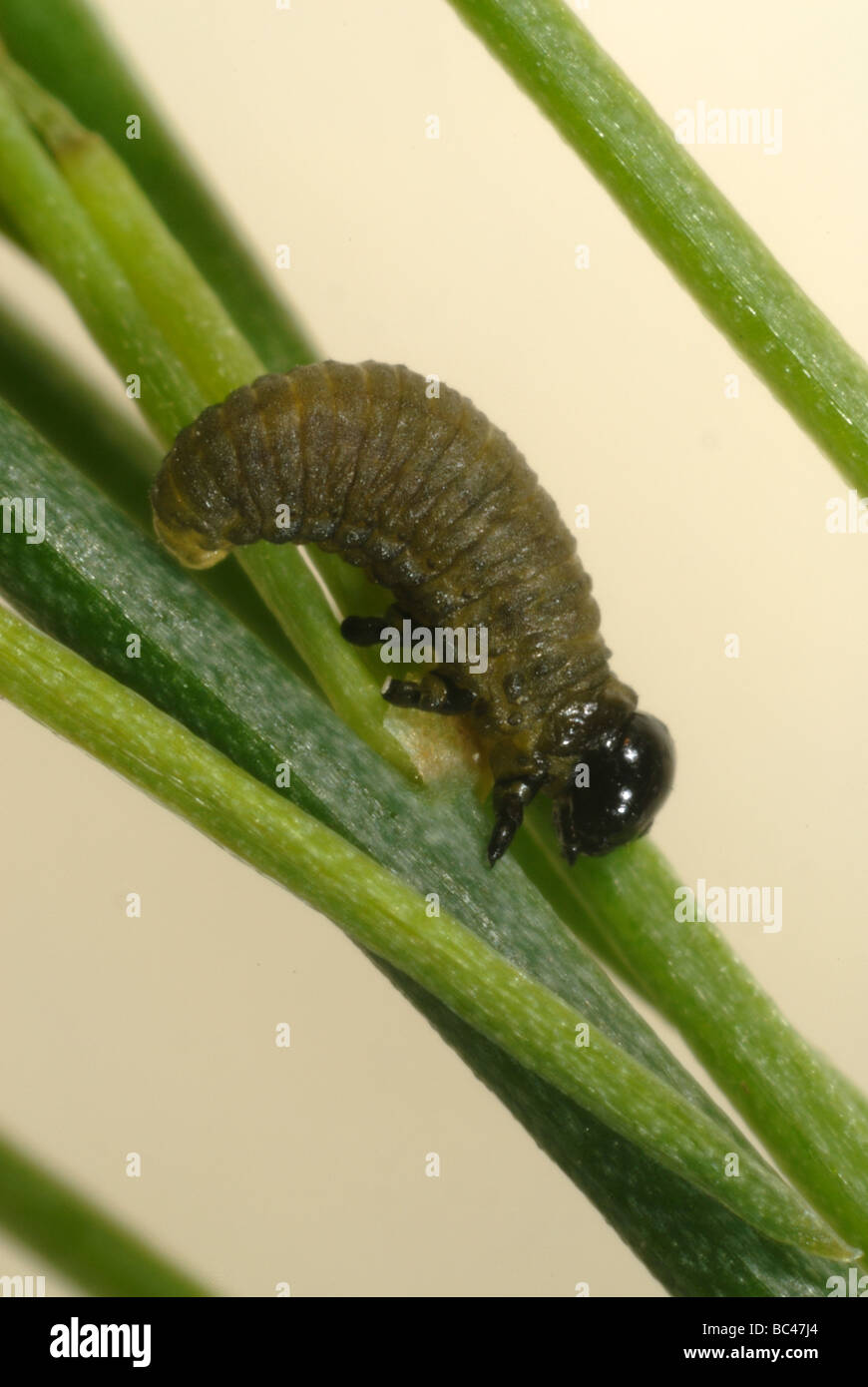 Young asparagus beetle Crioceris asparagi larva on asparagus fronds ...