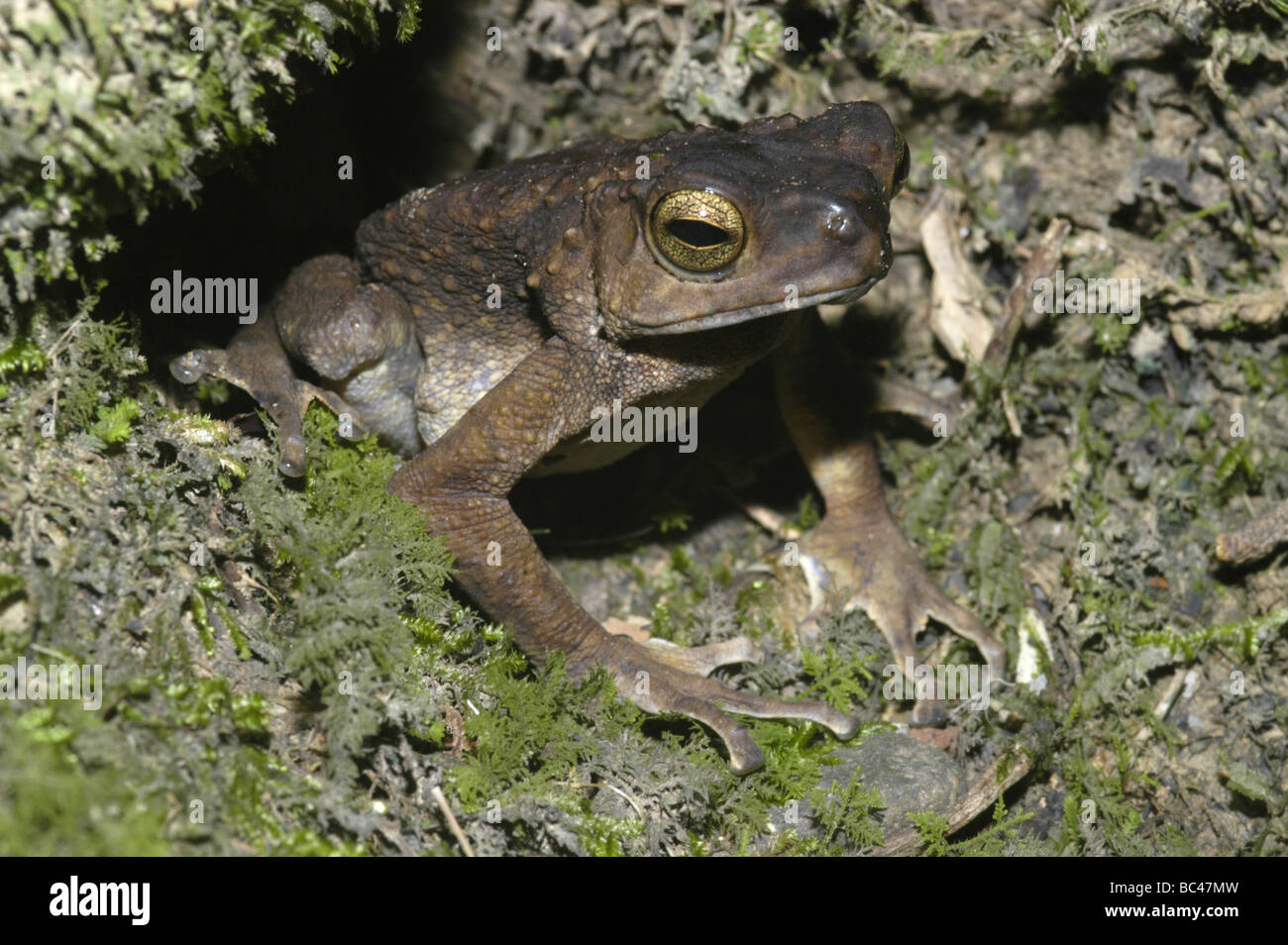 Pedostibes hi-res stock photography and images - Alamy