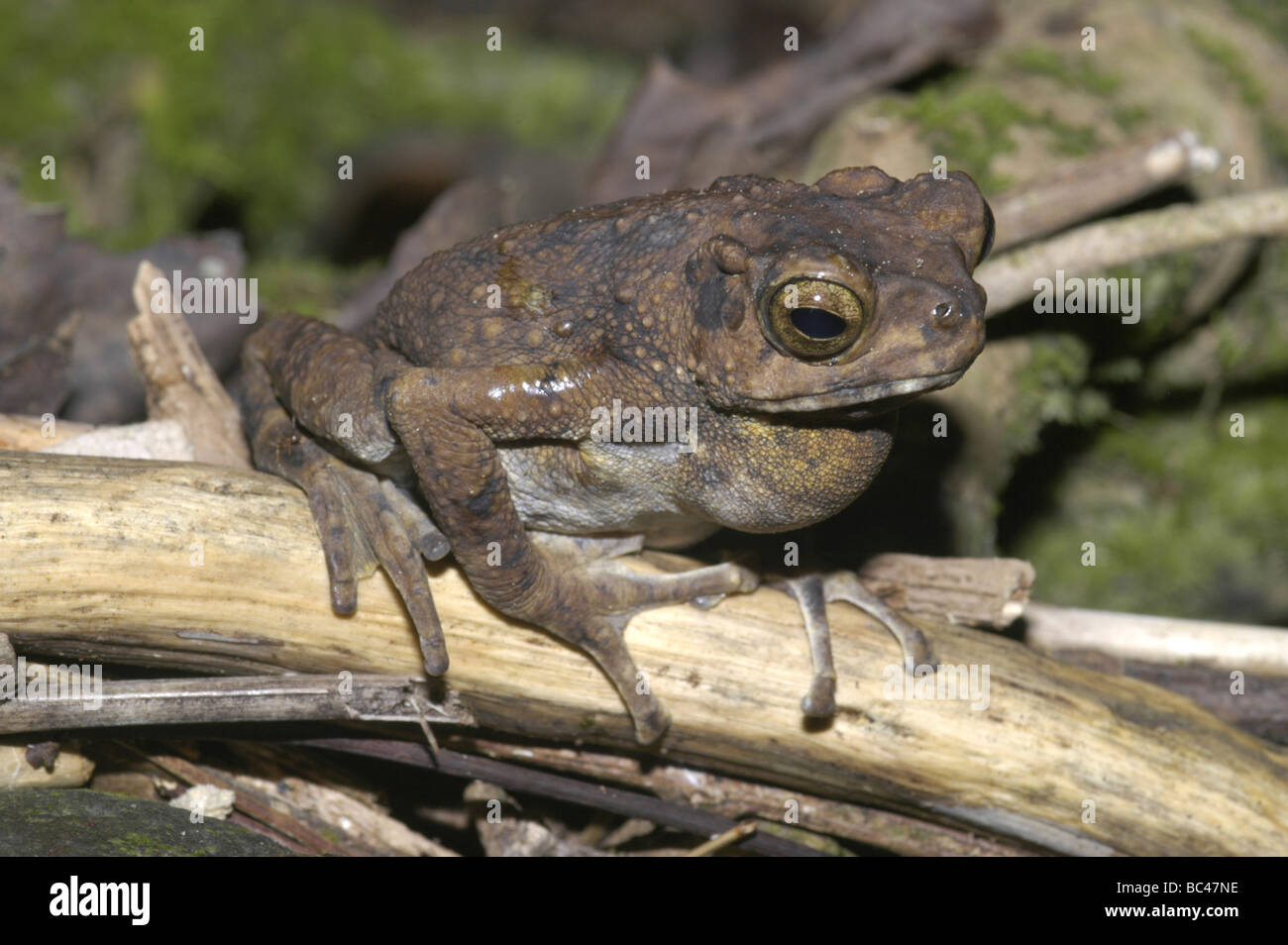 Throatsac hi-res stock photography and images - Alamy