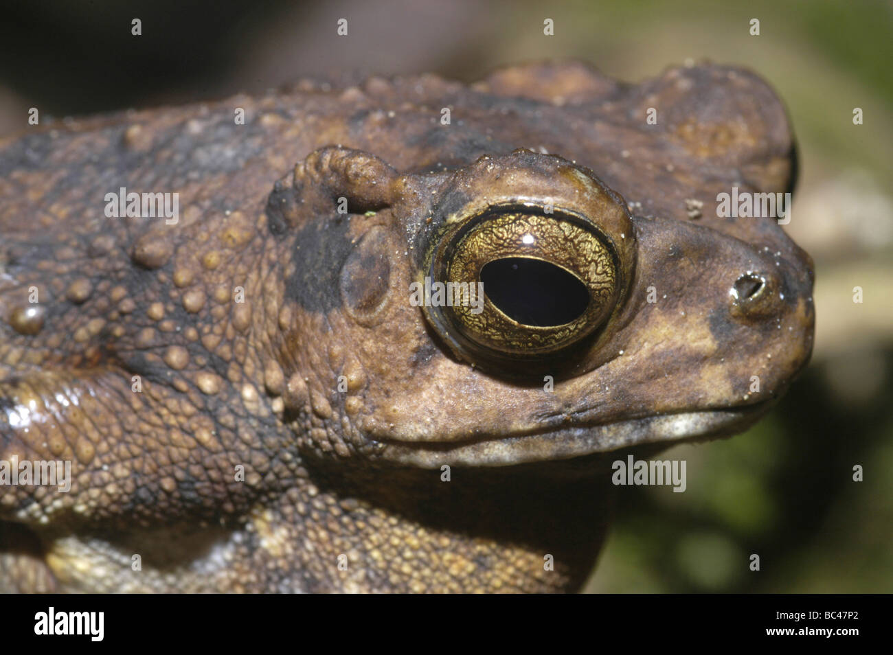 Throat Sac Stock Photos & Throat Sac Stock Images - Alamy