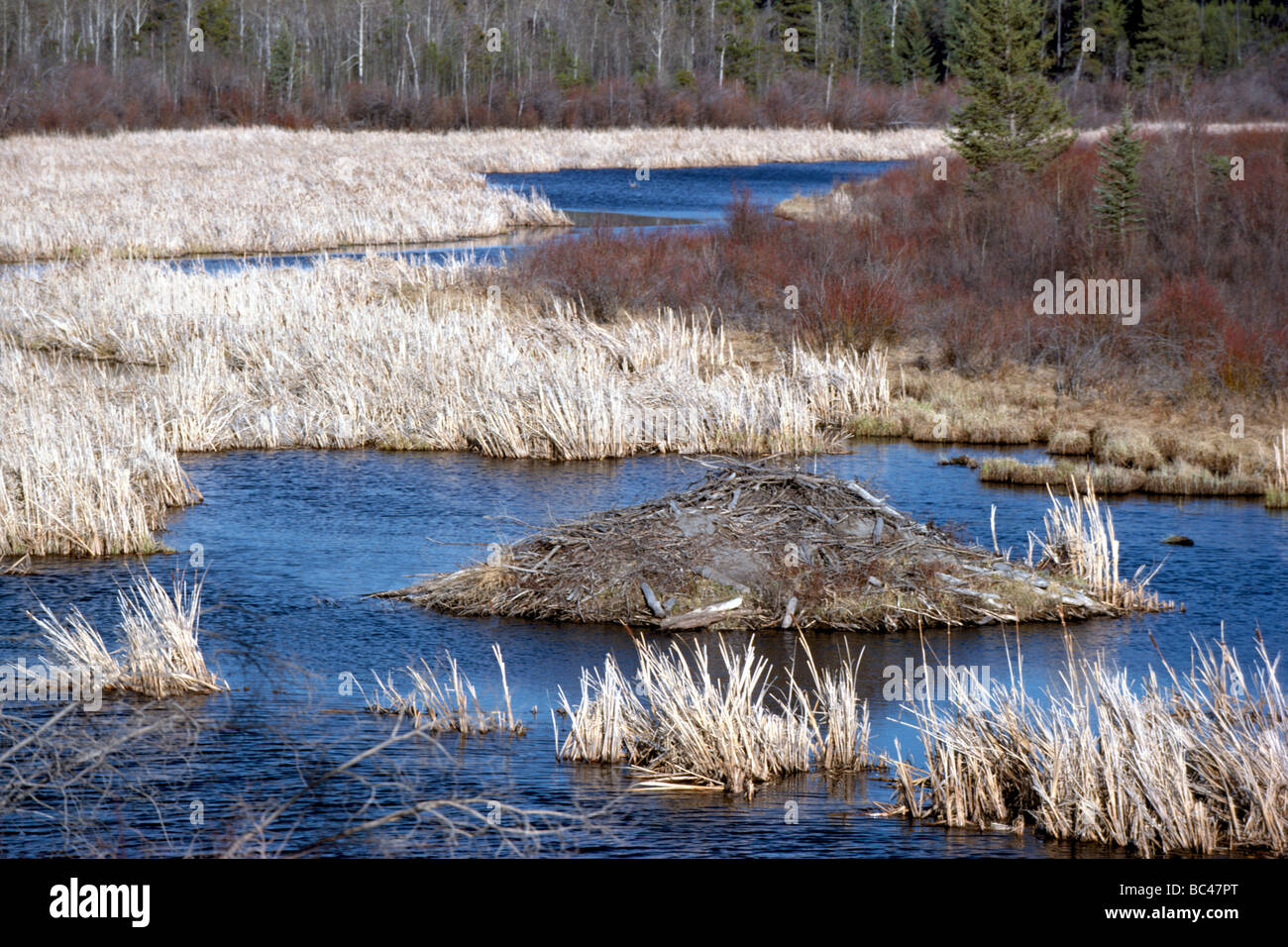 Beaver lodges hi-res stock photography and images - Alamy