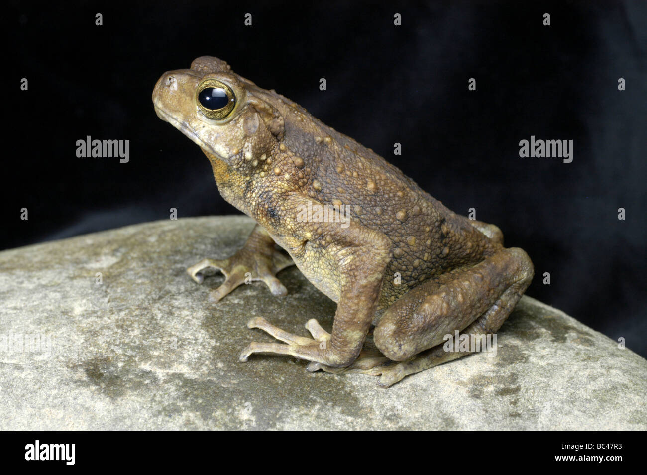 Pedostibes hi-res stock photography and images - Alamy