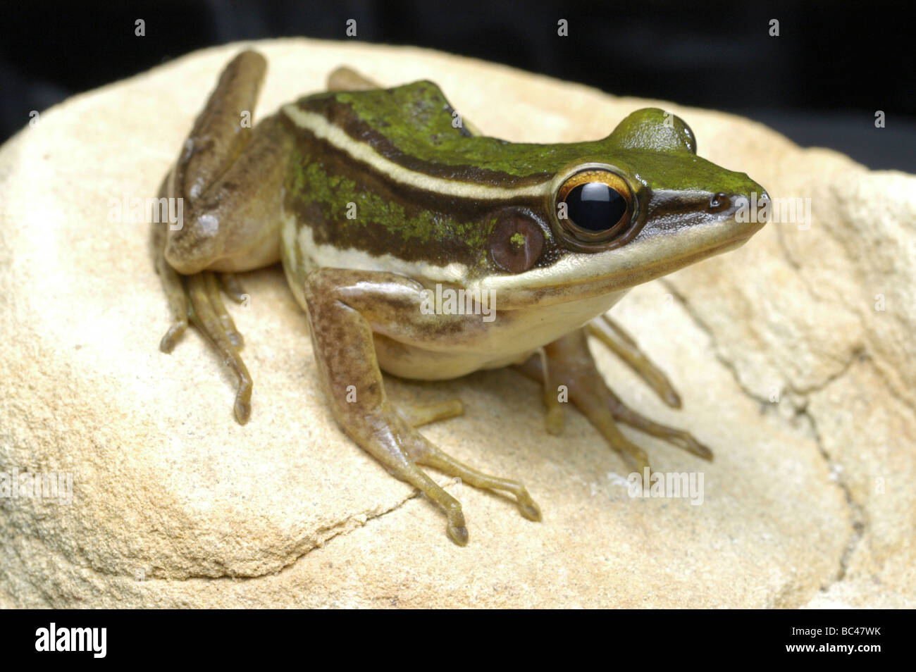 Green Paddy Frog, Rana erythraea, also known as Red Eared Greenback ...