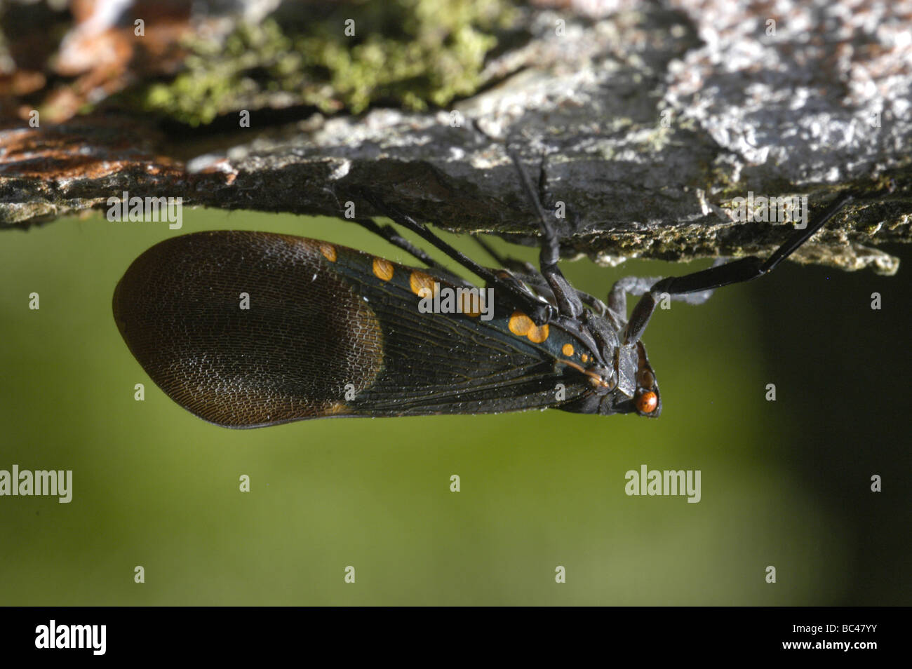 Lantern bugs hi-res stock photography and images - Alamy