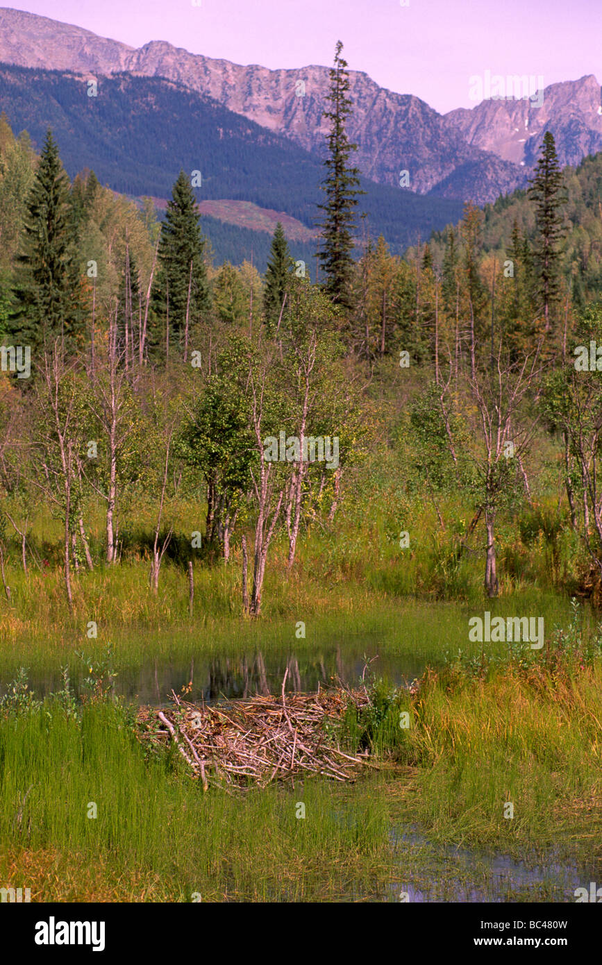 Beaver dam construction hi-res stock photography and images - Alamy