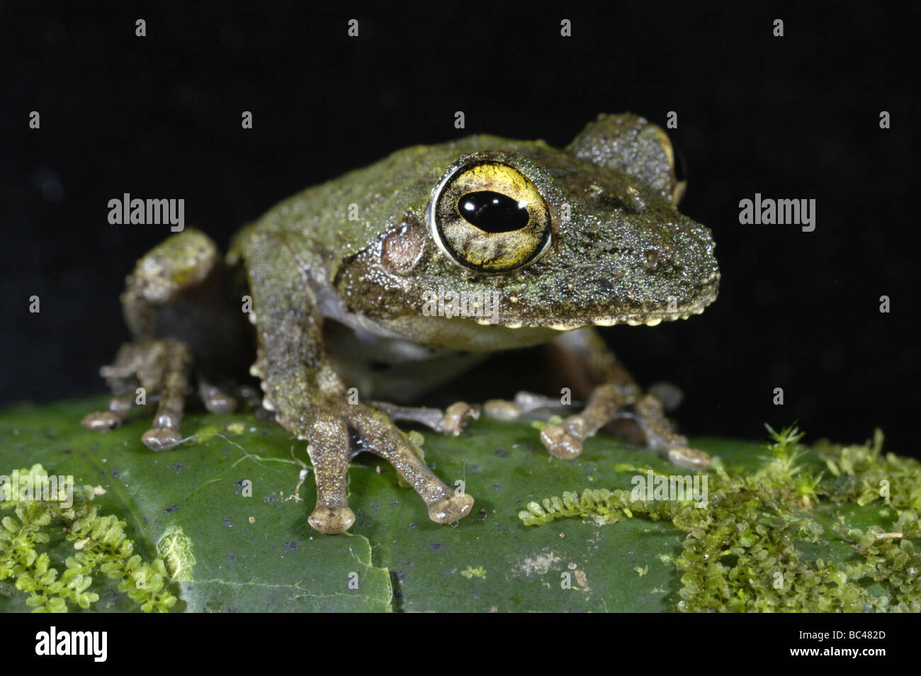 Frilled Tree Frog, Rhacophorus appendiculatus, in its forest habitat ...