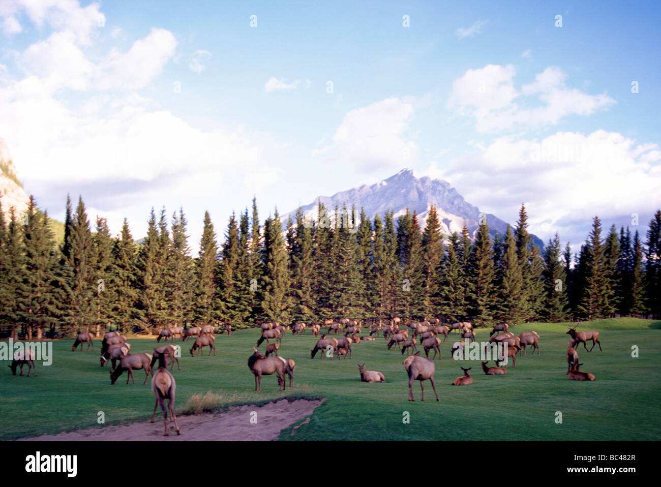 Human Interaction With Cow High Resolution Stock Photography and Images ...