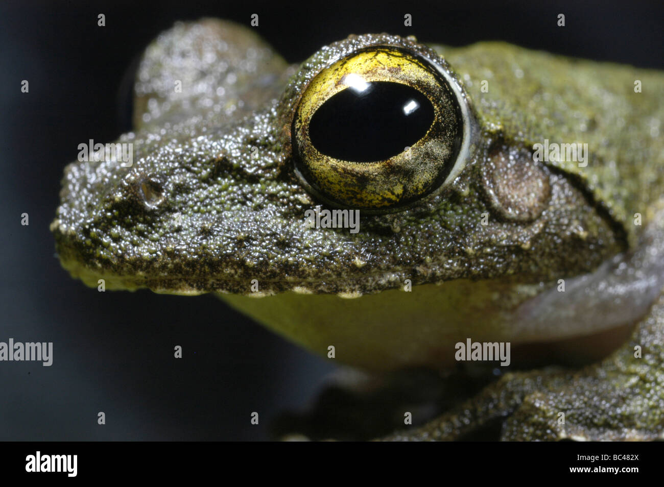 Frilled Tree Frog, Rhacophorus appendiculatus, close up of head and ...