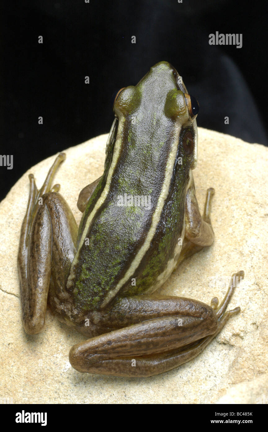 Frog back hi-res stock photography and images - Alamy