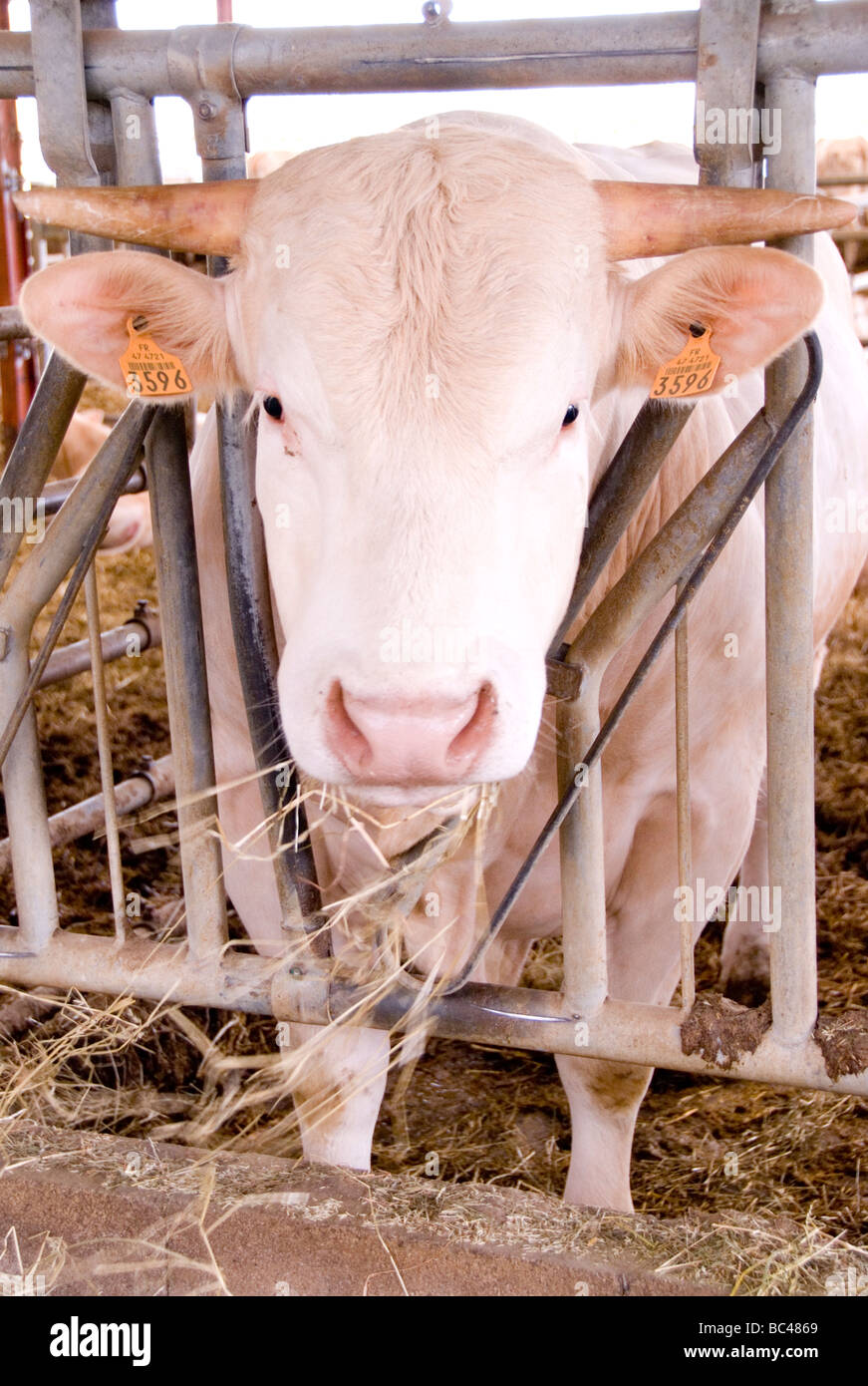 Breeding cattle hi-res stock photography and images - Alamy