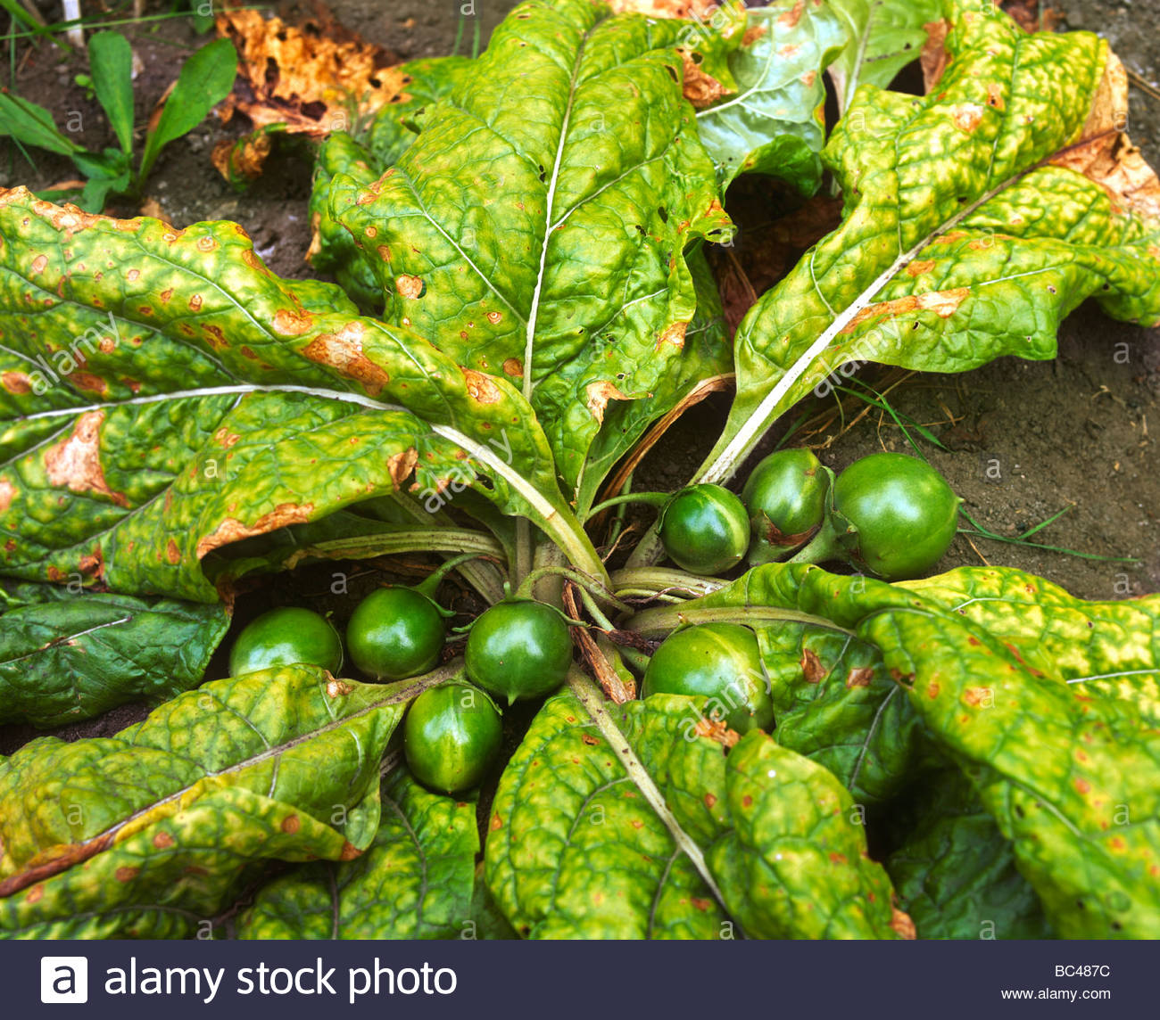 Mandragora officinarum Mandrake with fruit Stock Photo, Royalty Free ...