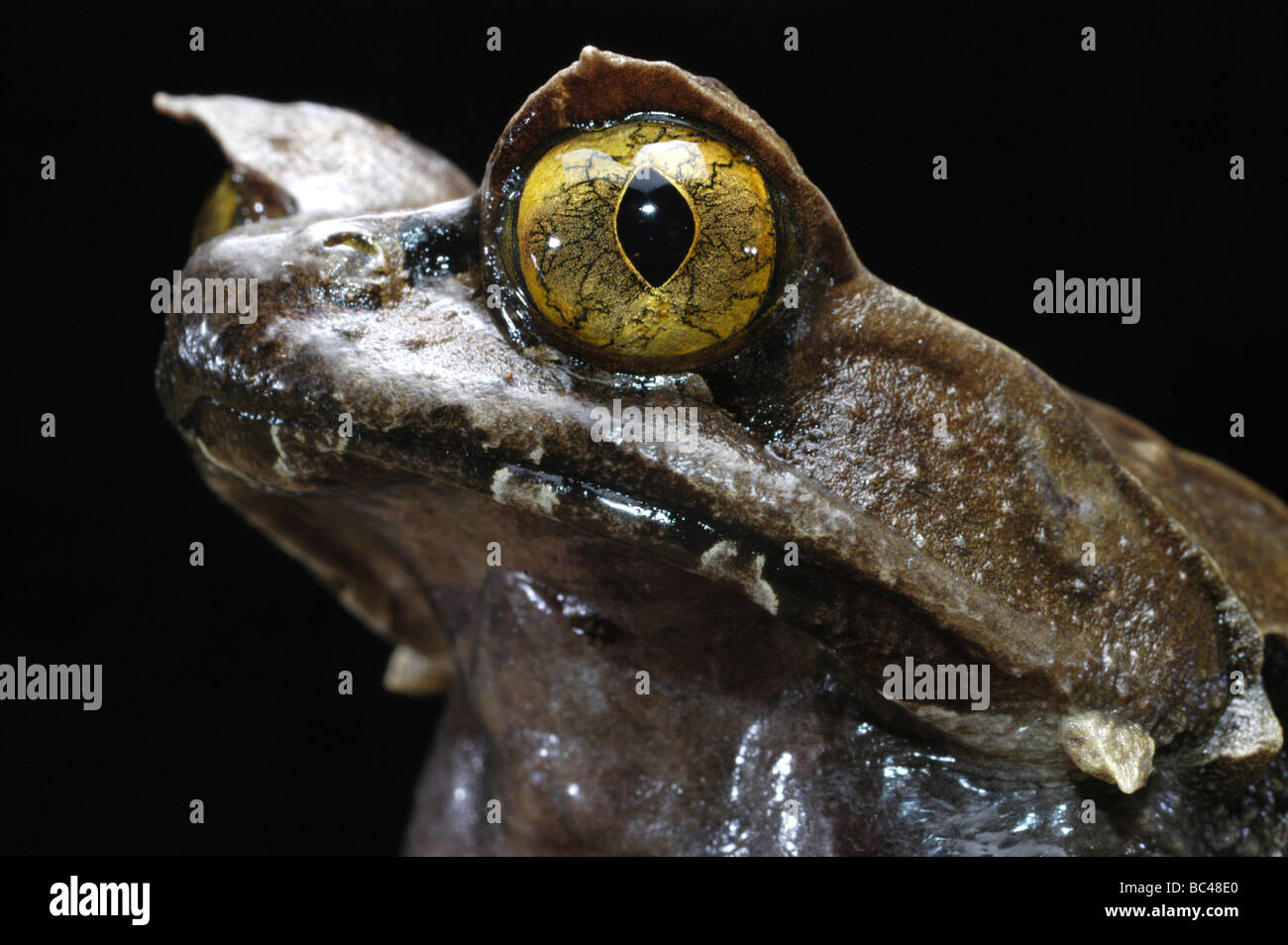Southeast asian horned frog hi-res stock photography and images - Alamy