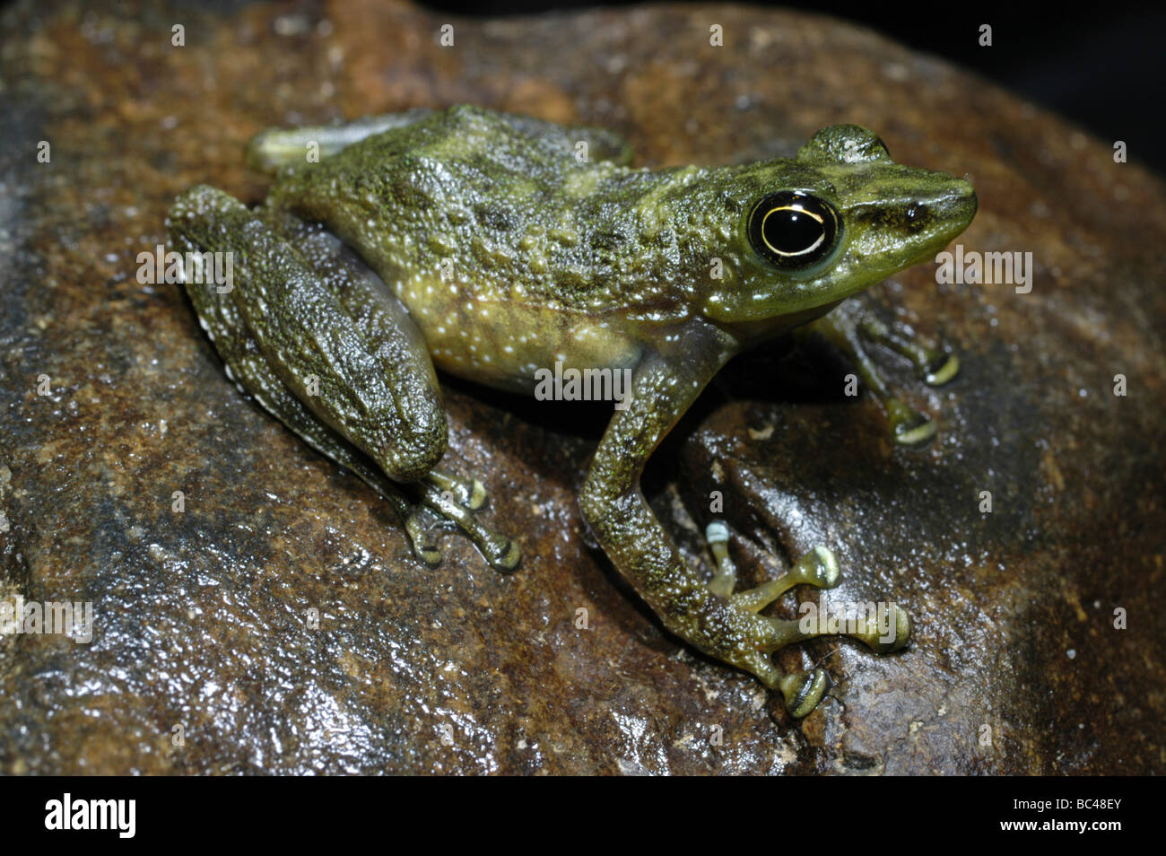 Ranids hi-res stock photography and images - Alamy