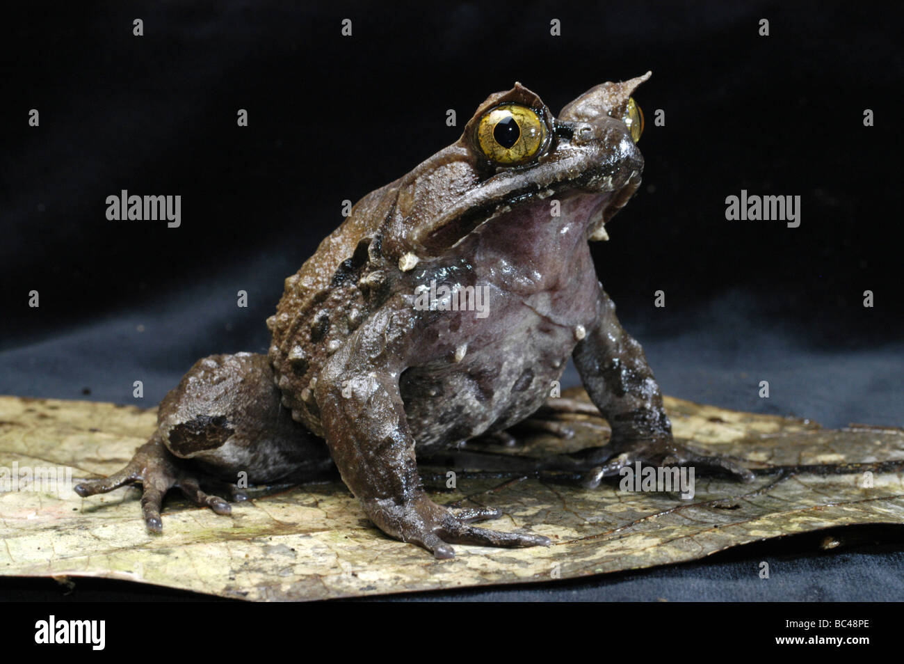 Montane Horned Frog, Megophrys kobayashii, sitting on a leaf with a ...