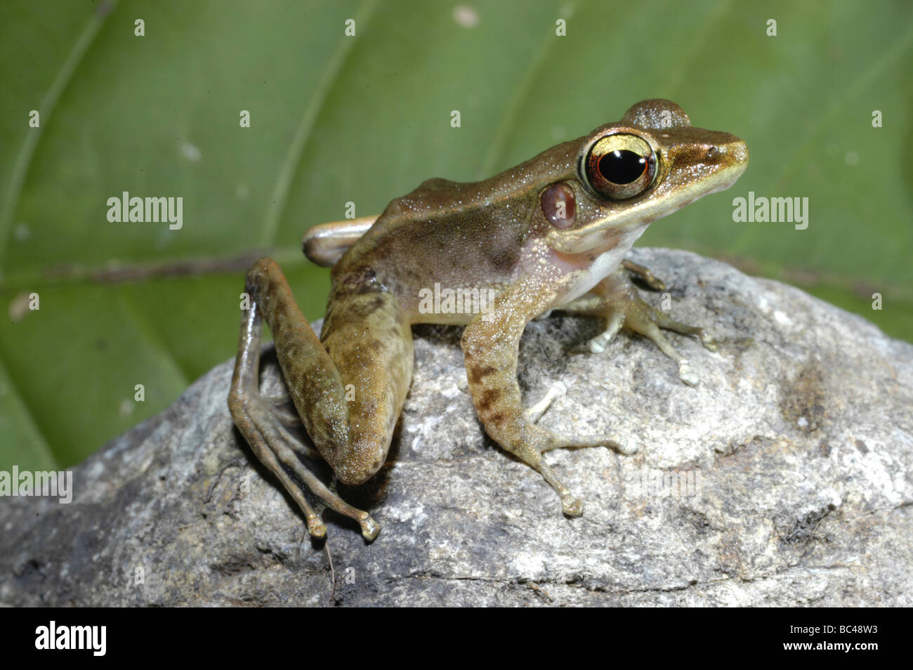 Torrent Frog Stock Photos & Torrent Frog Stock Images - Alamy