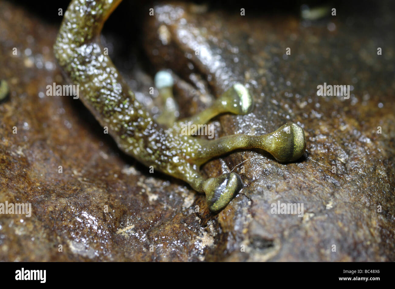 Close up of foot of a Green Spotted Rock Frog also known as Borneo ...