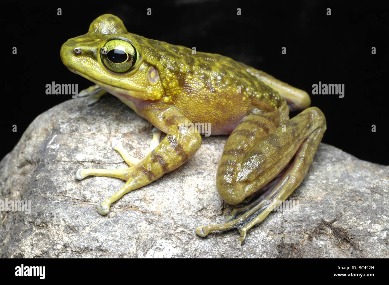 Kinabaluensis High Resolution Stock Photography and Images - Alamy