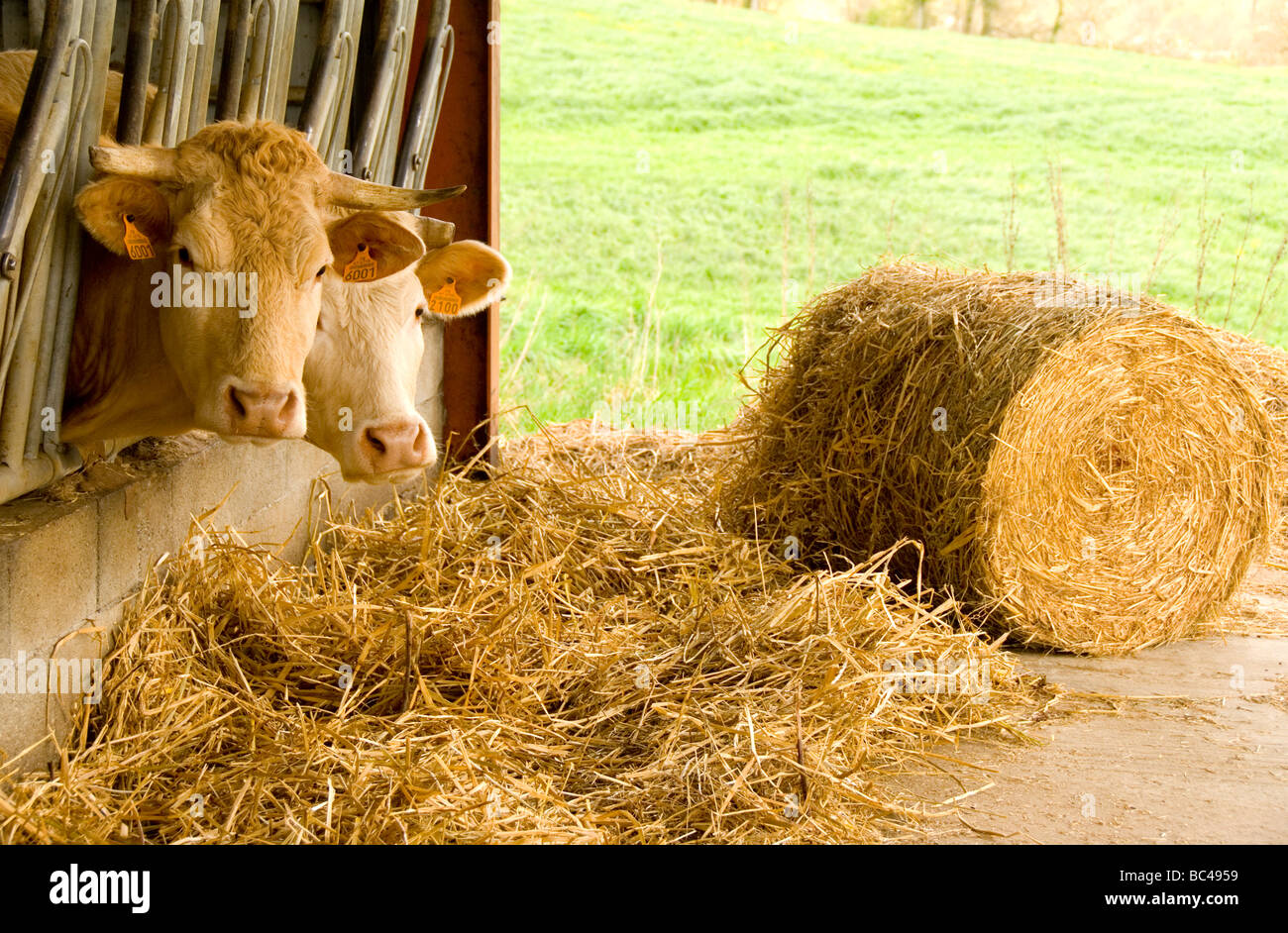Cows and a bale of hay in France Stock Photo - Alamy