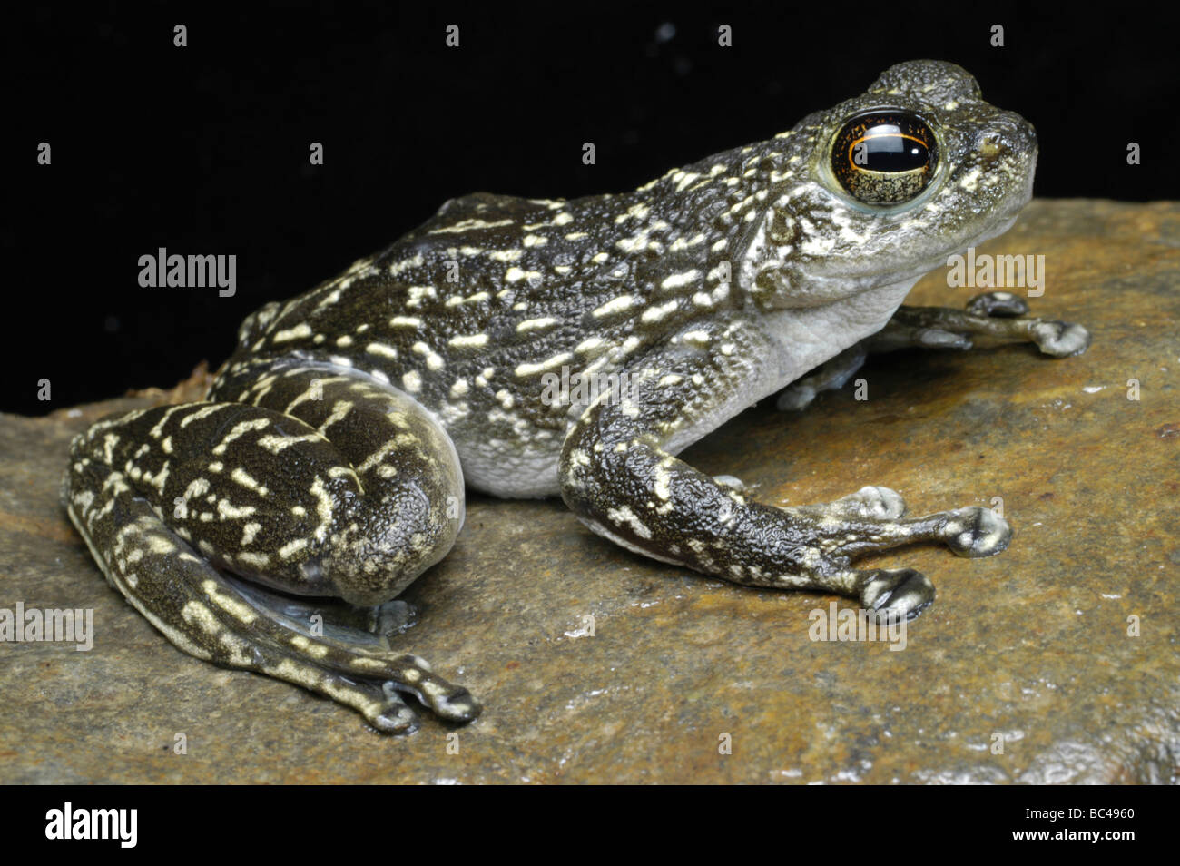 Rock Skipper, Staurois latopalmatus, sitting on a wet stone. Also know ...