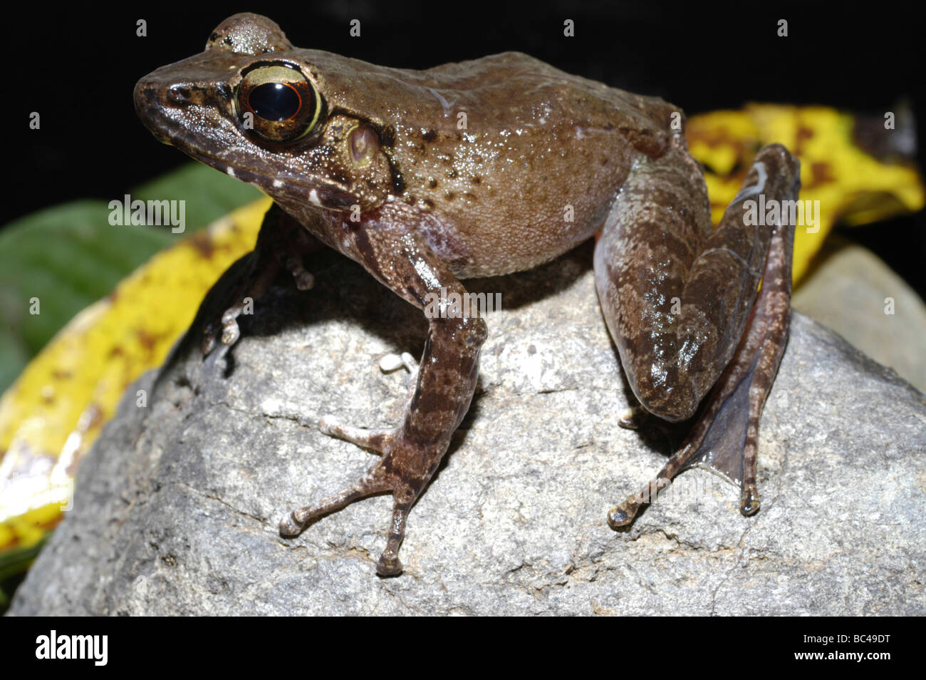 Torrent frogs hi-res stock photography and images - Alamy