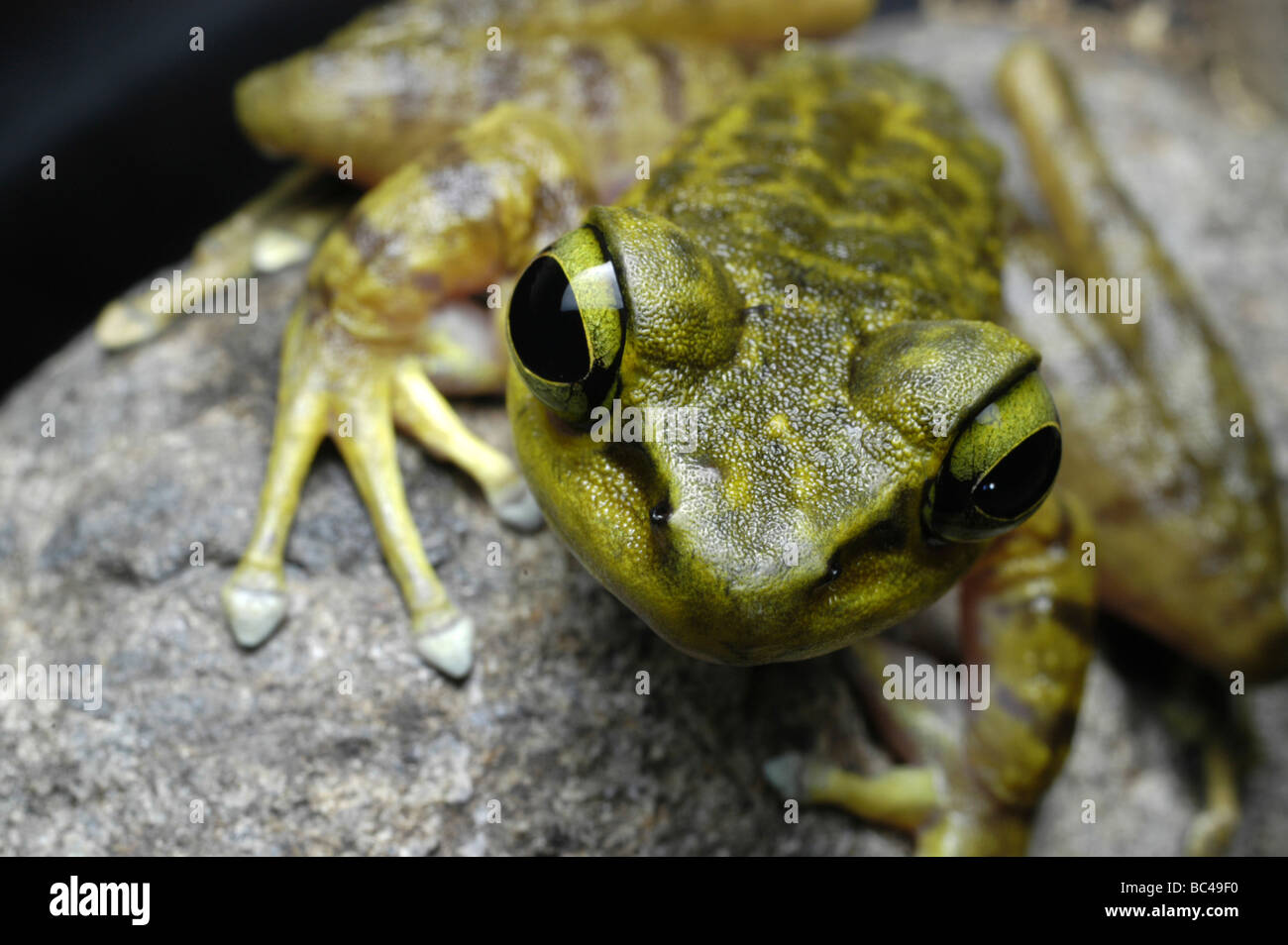 Torrent Frog Stock Photos & Torrent Frog Stock Images - Alamy