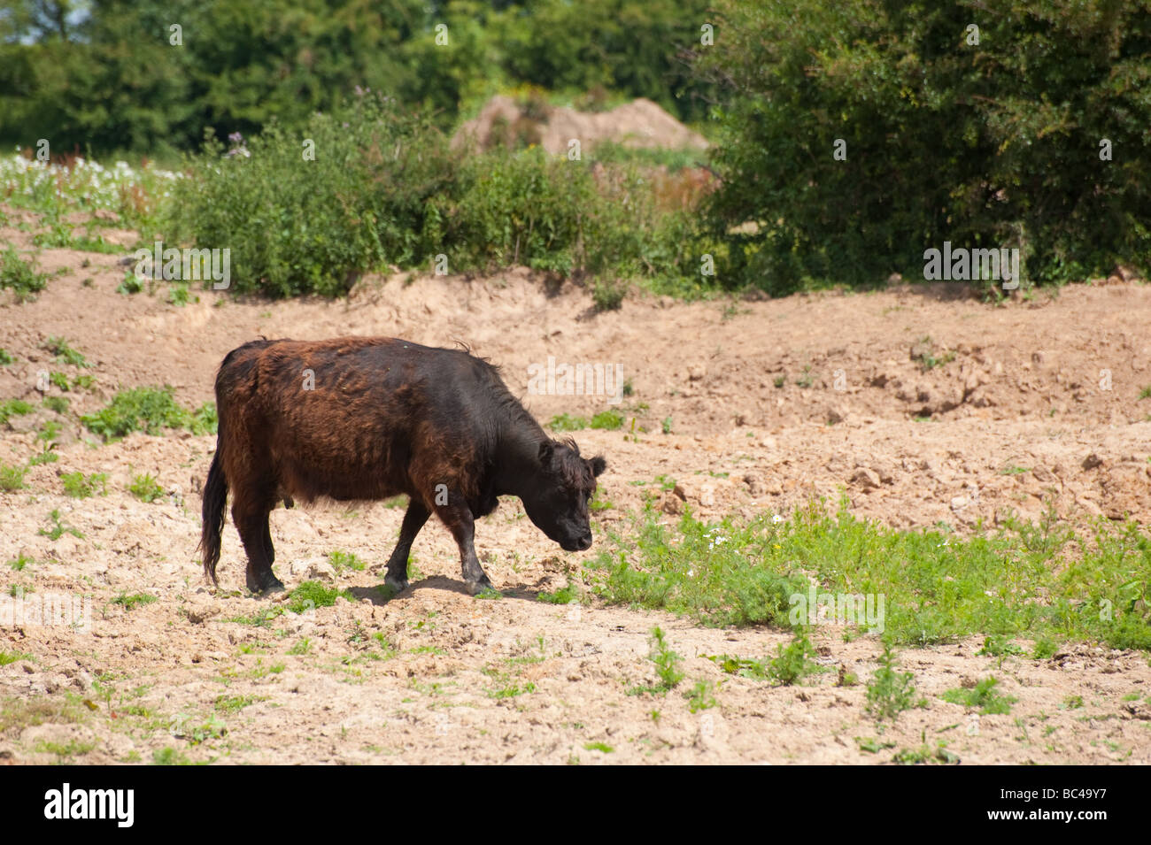 Cow in nature hi-res stock photography and images - Alamy