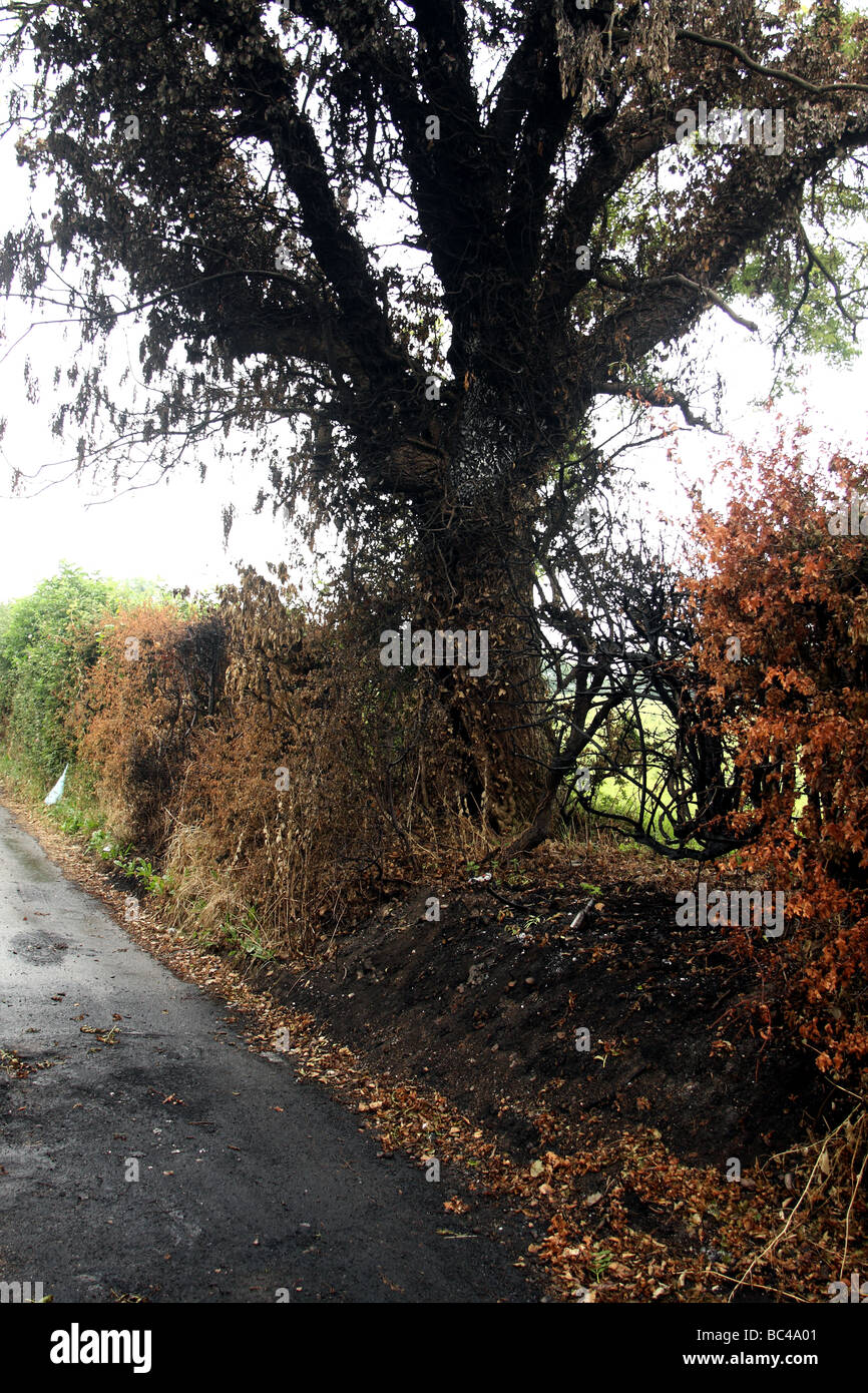 Burnt verge and tree from a car fire Stock Photo - Alamy