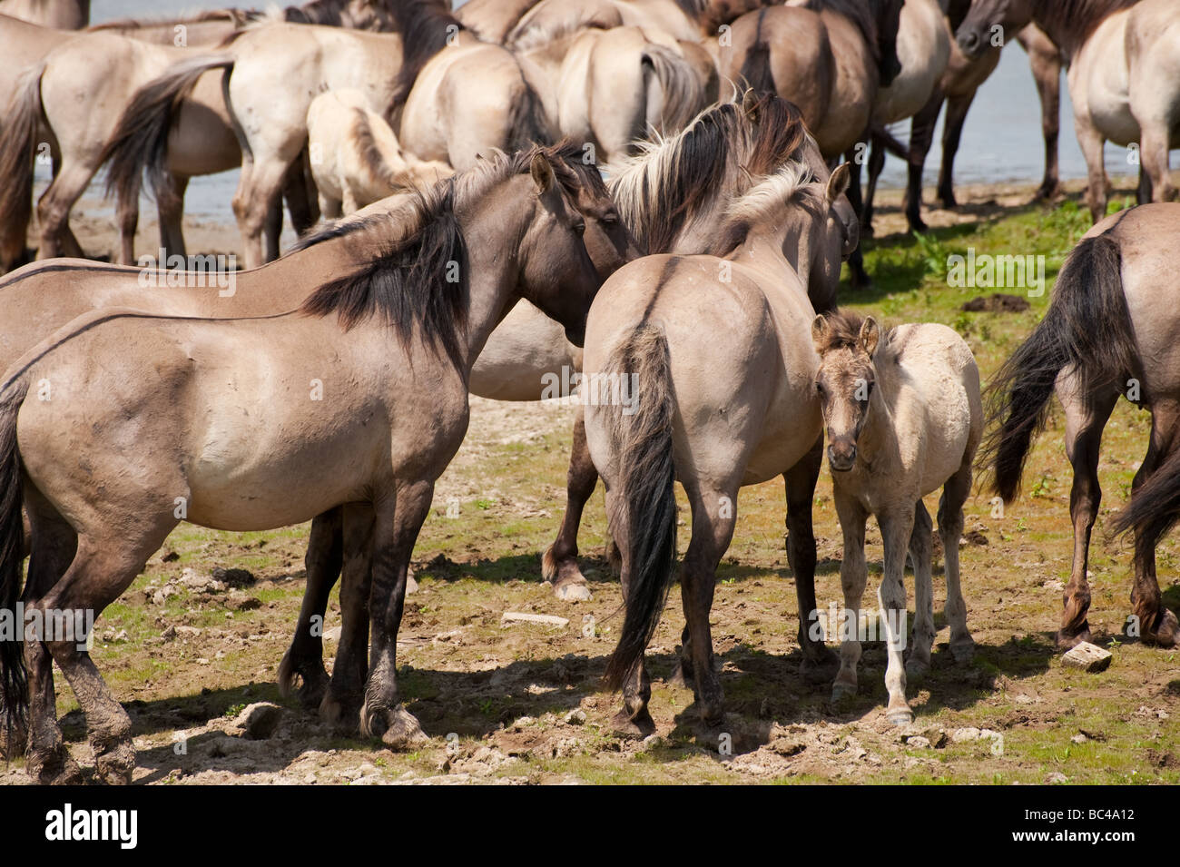 Wild horses in nature landscape Stock Photo - Alamy