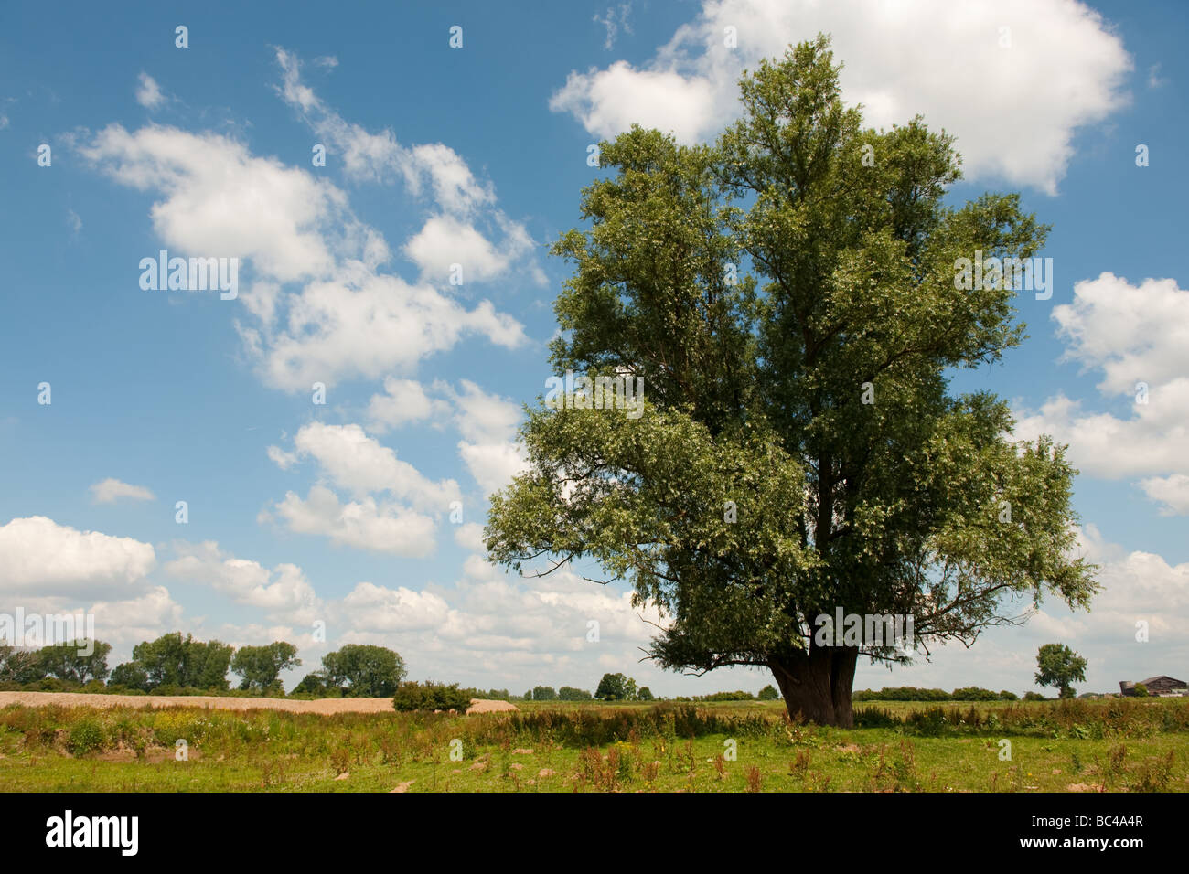 Tree in wild landscape Stock Photo - Alamy