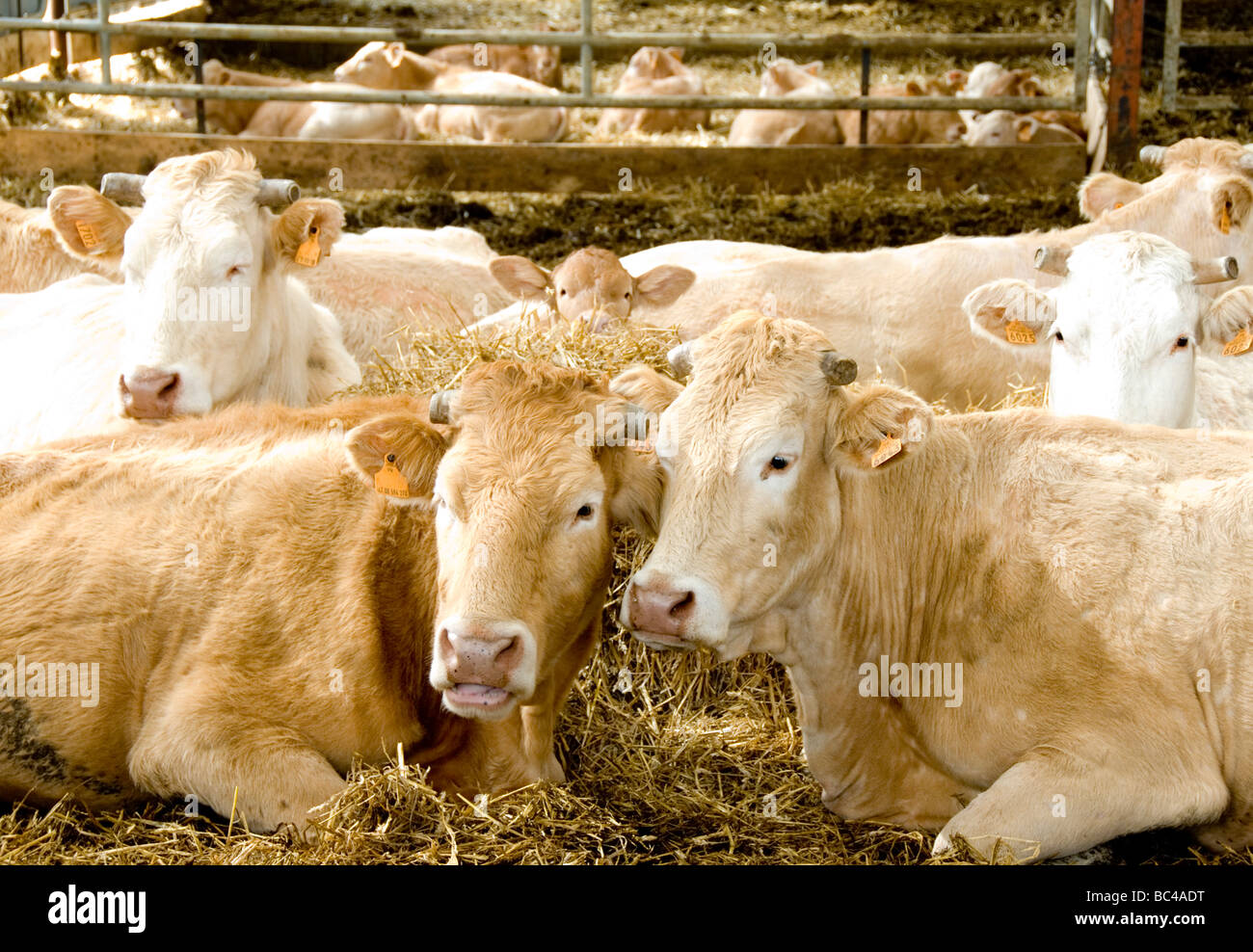 These cows were lying in an almost symetrical position with the calf in ...