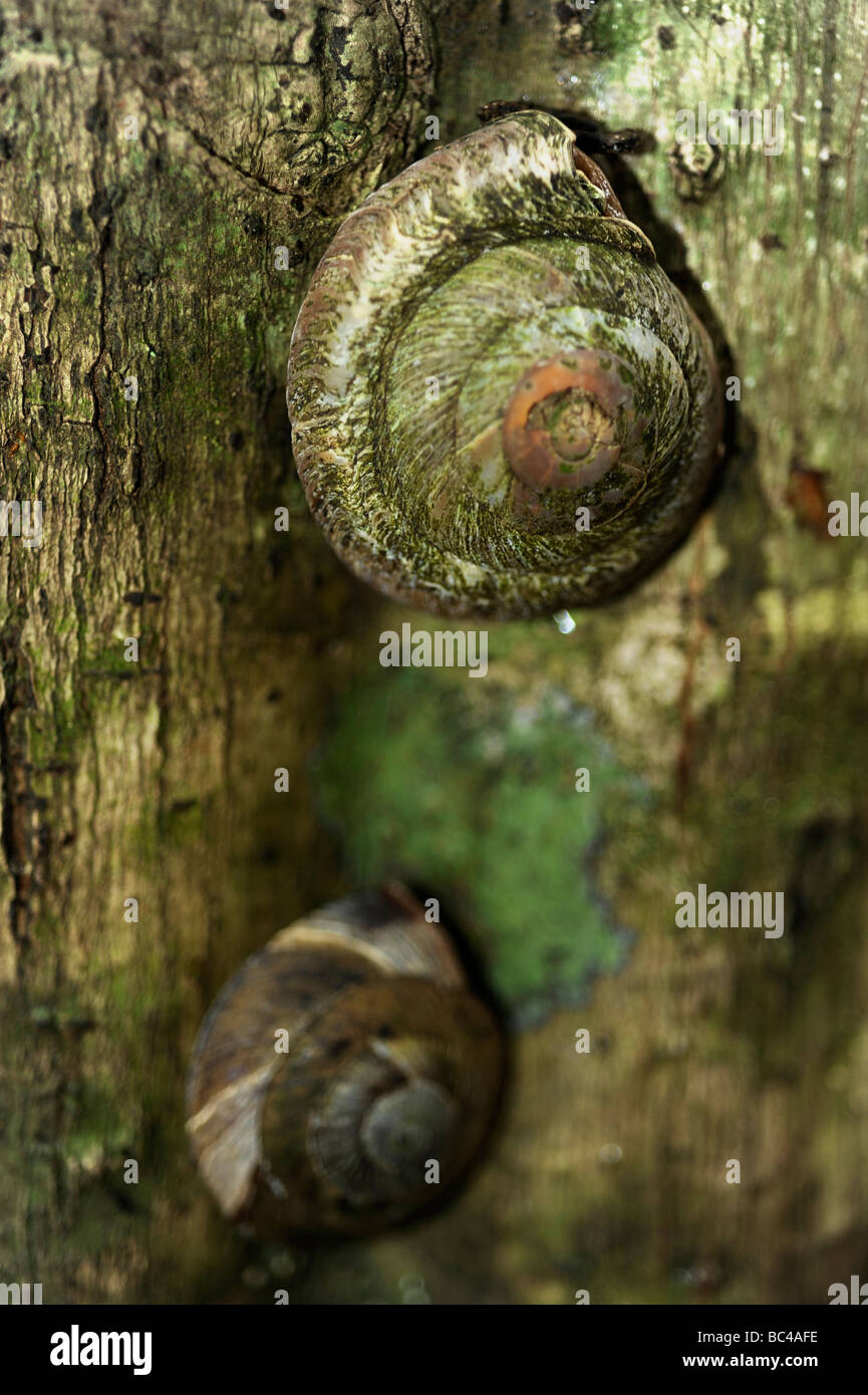 Slugs and snails hi-res stock photography and images - Alamy