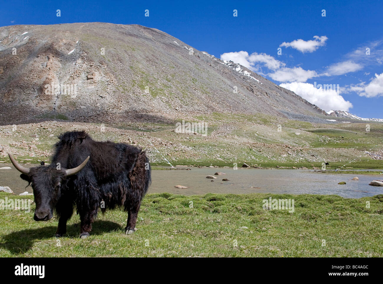 Yak. Nubra Valley. Ladakh. India Stock Photo - Alamy