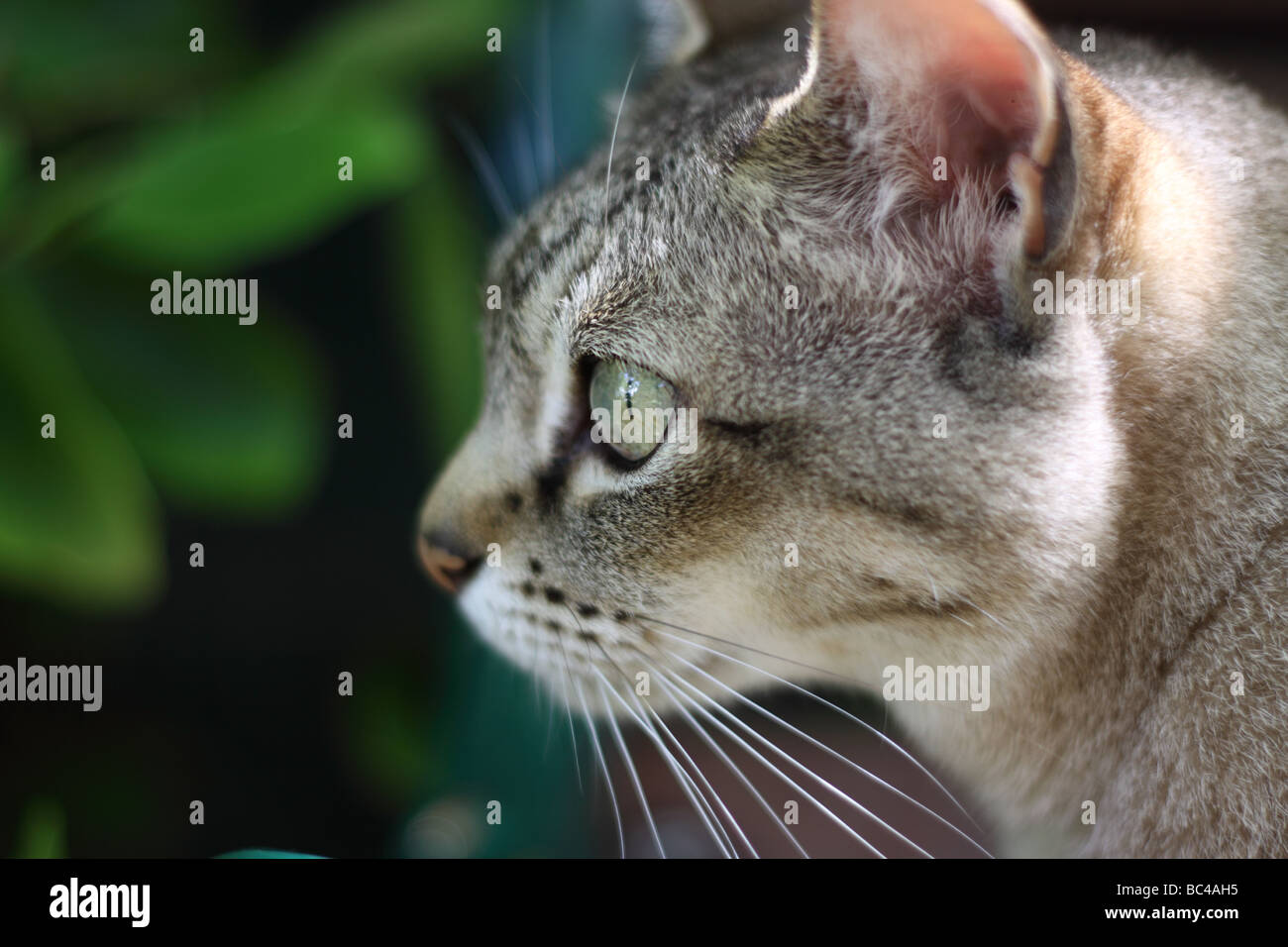 Domestic cat side profile hi-res stock photography and images - Alamy