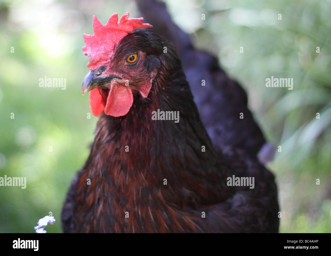 Black Rock chicken in garden, looking at you with a very beady, orange ...