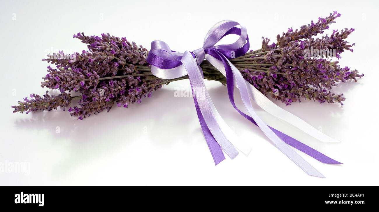 Lavender flower bow hi-res stock photography and images - Alamy