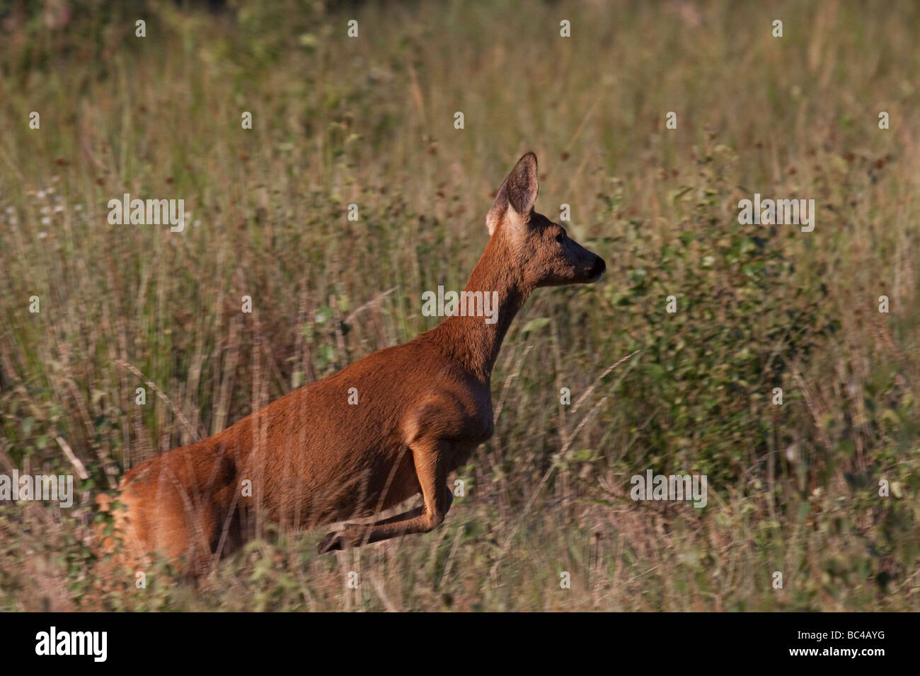 Roe deer capreolus capreolus in mid jump Stock Photo - Alamy