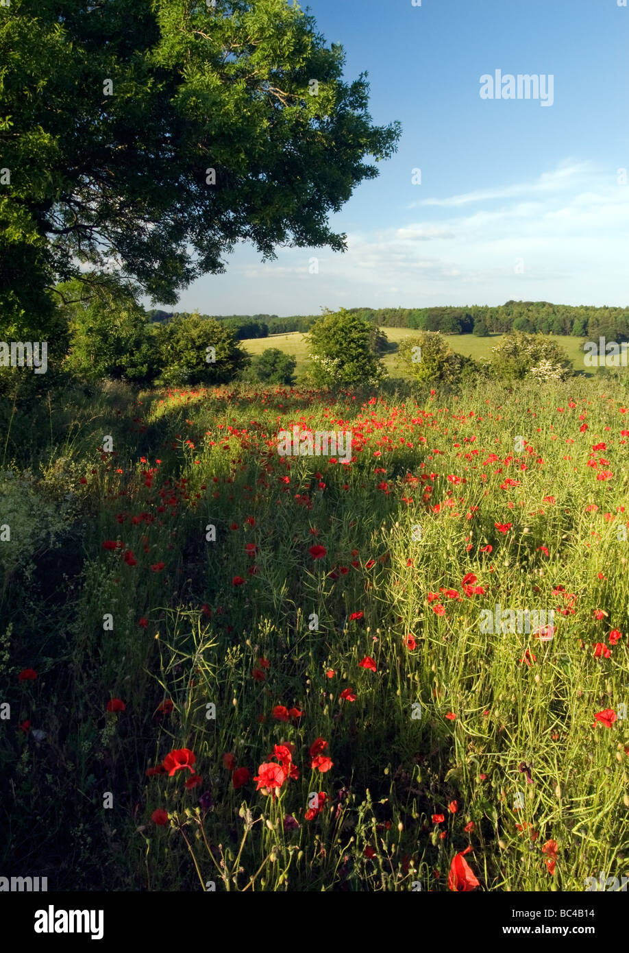 Cotswold Poppy Field Stock Photo - Alamy