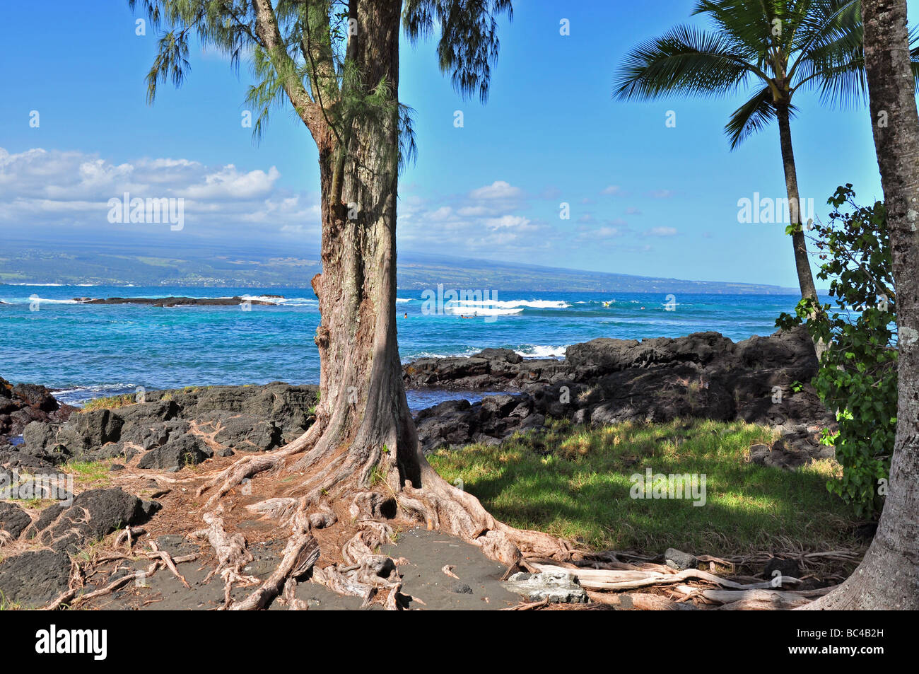 Hawaii beach tree plants hi-res stock photography and images - Alamy