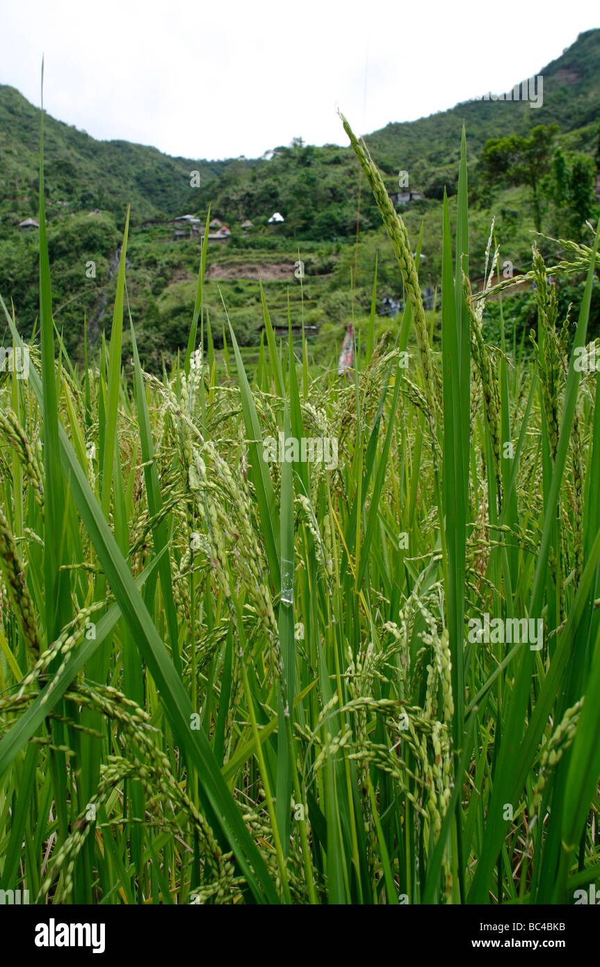 Rice terraces at Batad, near Banaue, Ifugao, North Luzon, Philippines ...