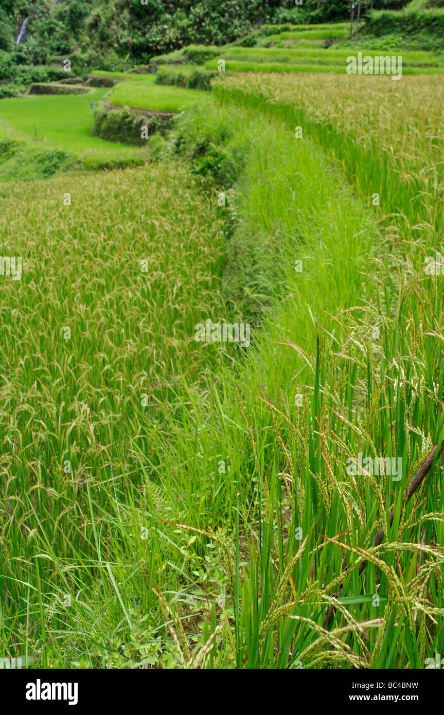 Rice terraces at Batad, near Banaue, Ifugao, North Luzon, Philippines ...