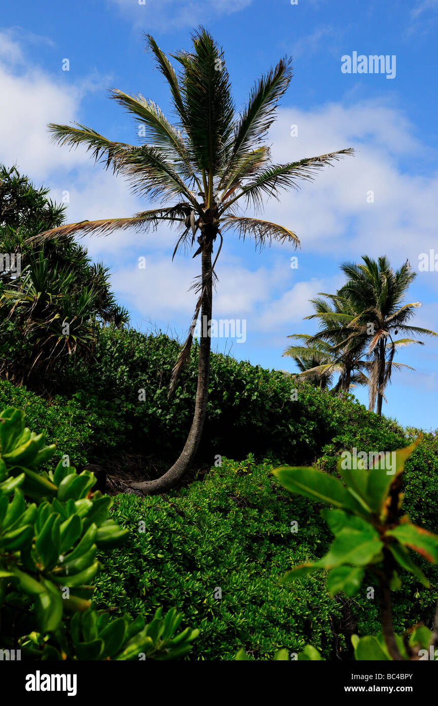 Hawaii state tree hi-res stock photography and images - Alamy
