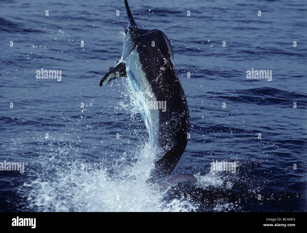 Blue marlin jumping hi-res stock photography and images - Alamy