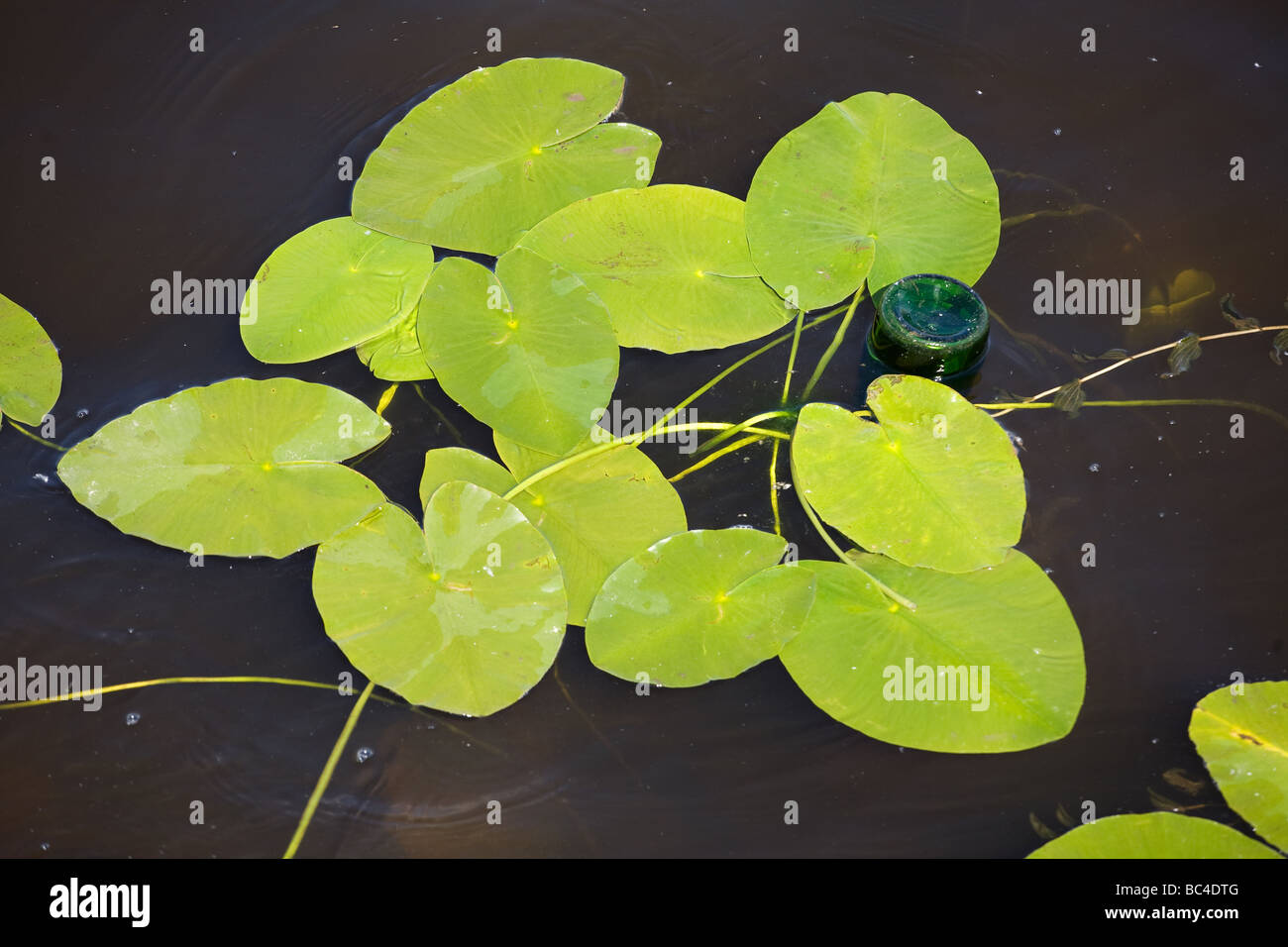 Bottle floating along with water plants Stock Photo - Alamy