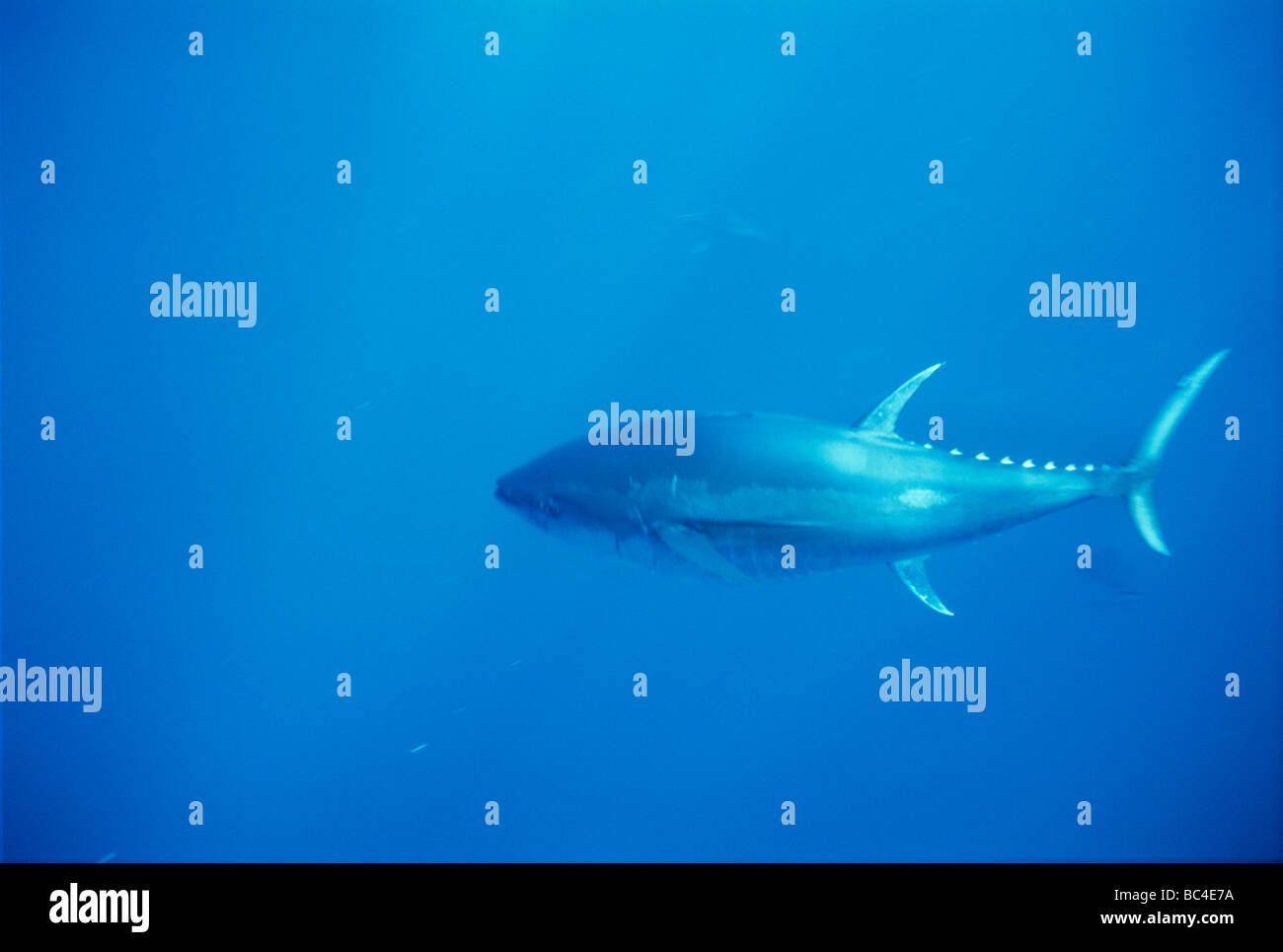 Atlantic bluefin tuna north carolina hi-res stock photography and ...