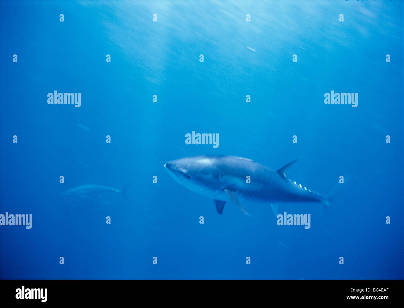 Free swimming blue fin tuna Stock Photo - Alamy
