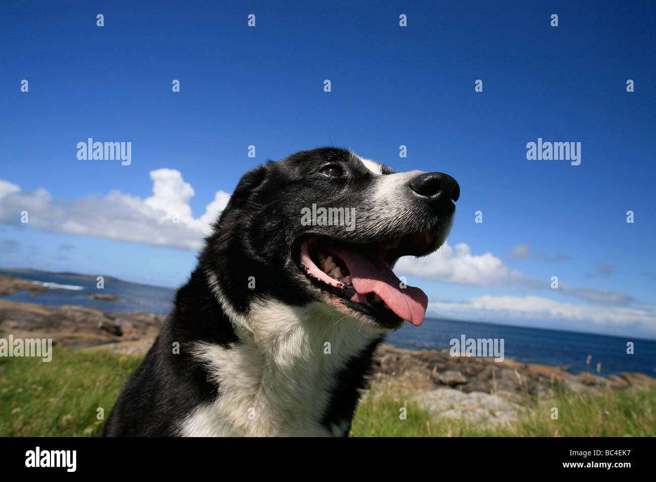 border collie at Atlantic coast, Ireland Stock Photo - Alamy